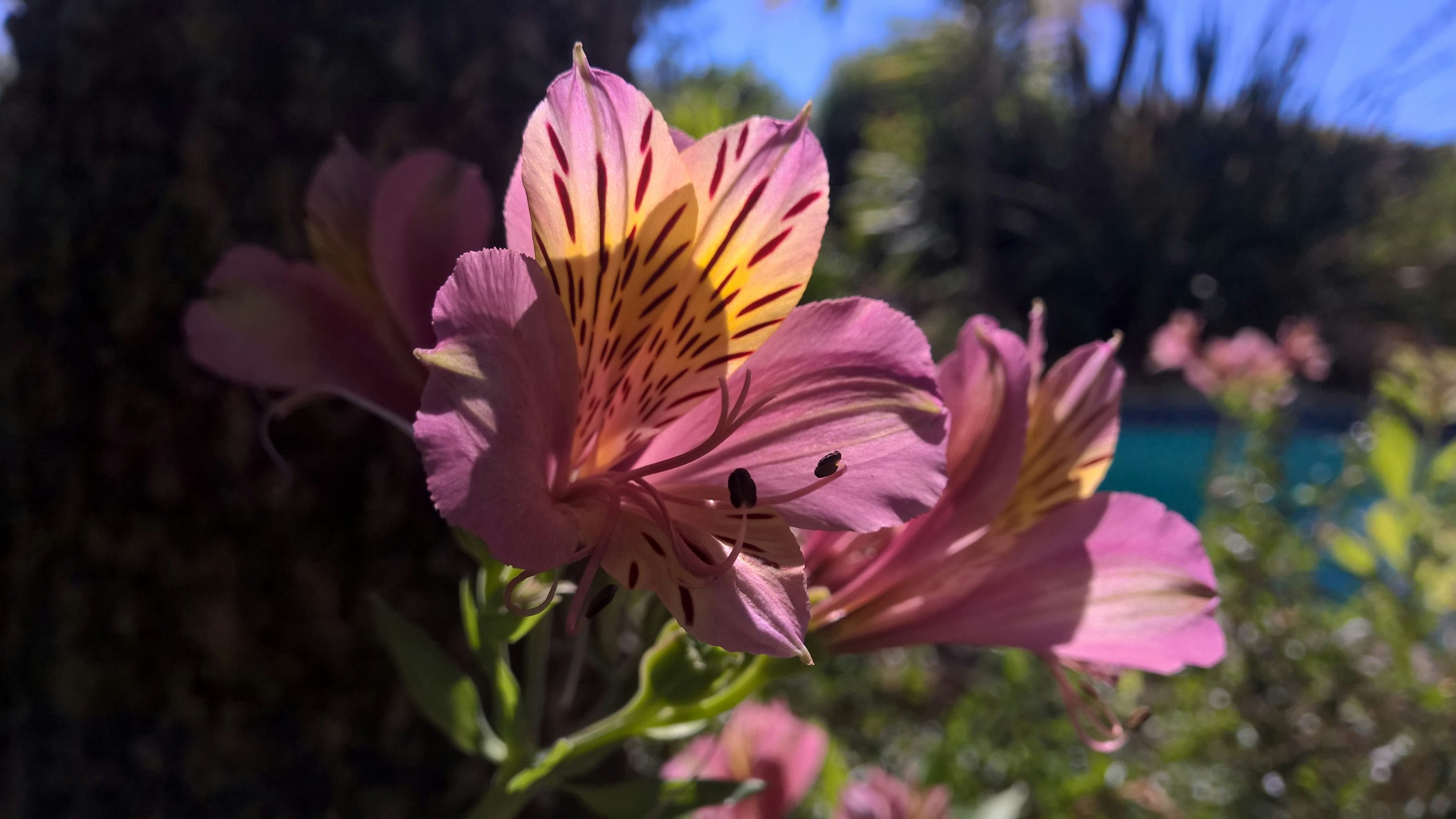 A close up of a pink flower with a blue sky in the background