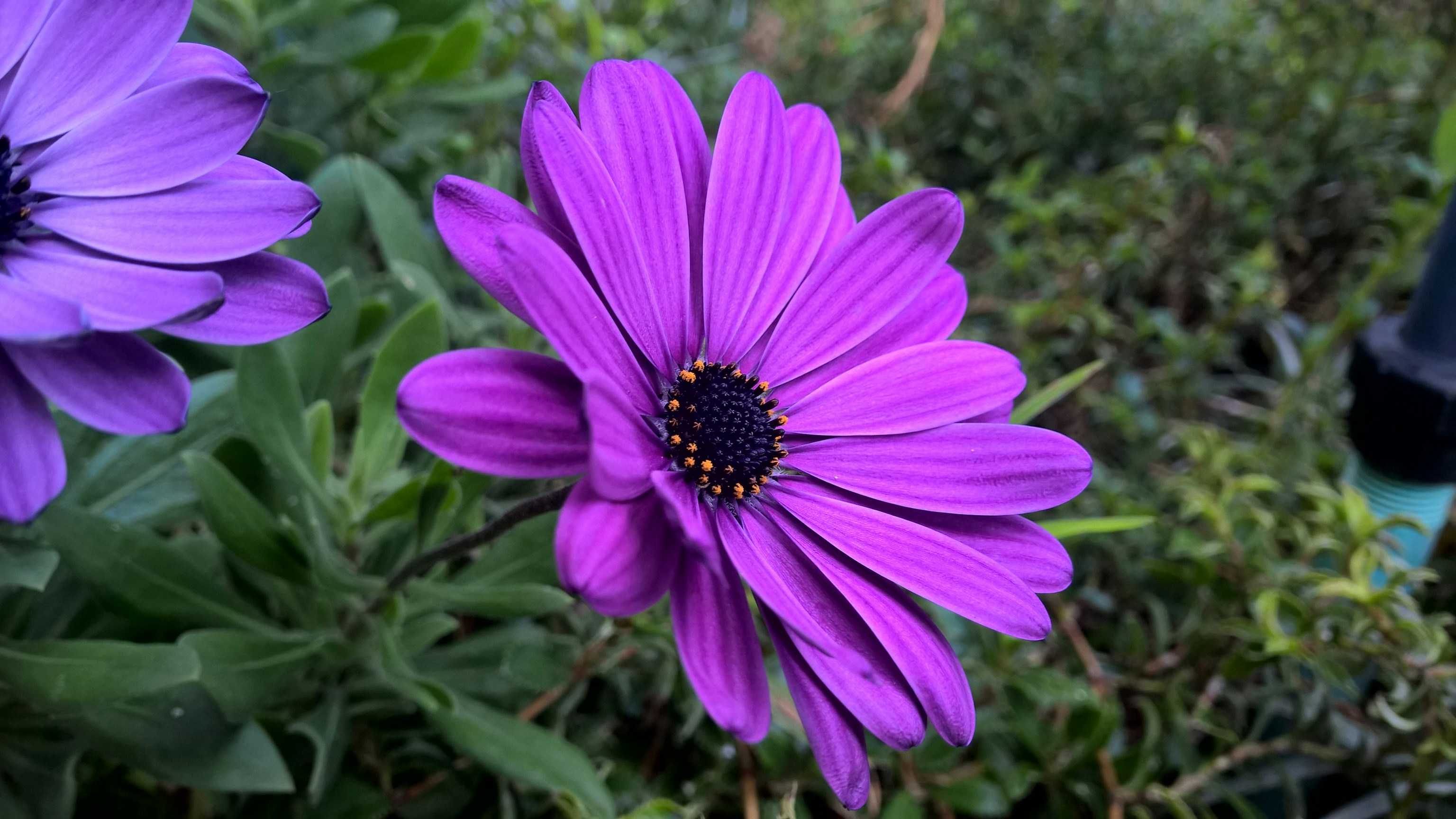 Two purple flowers in a field of green grass