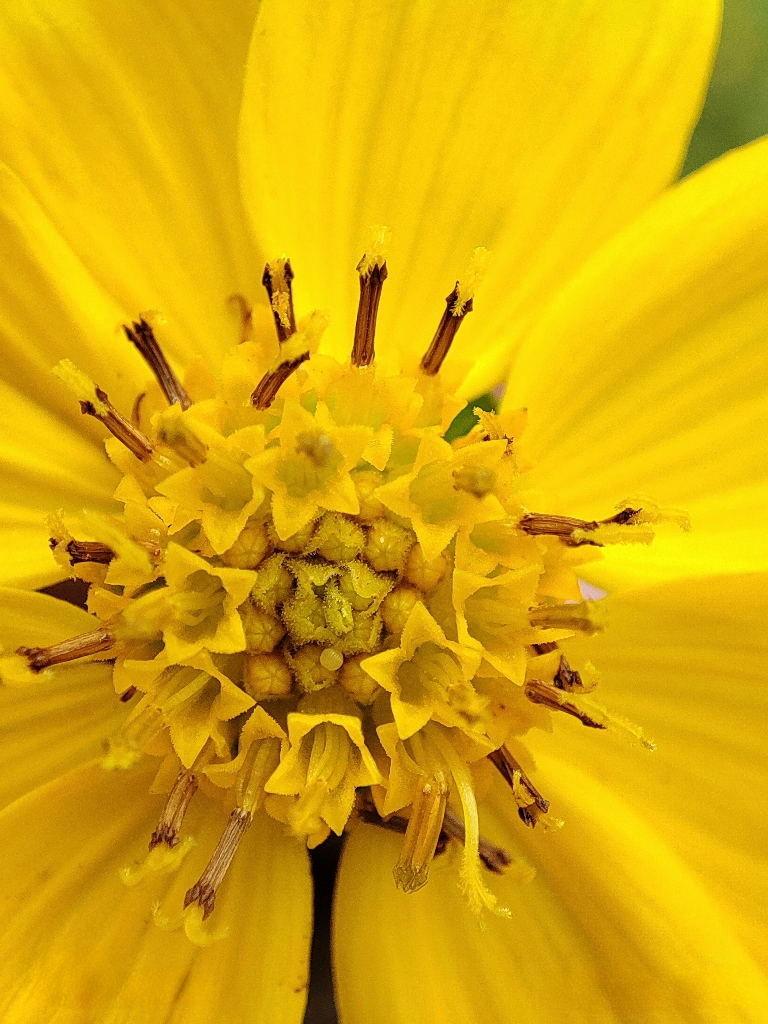 Macro photograph of a vibrant yellow flower bloom, focusing on the central disk and surrounding petals. It highlights natural texture and color.