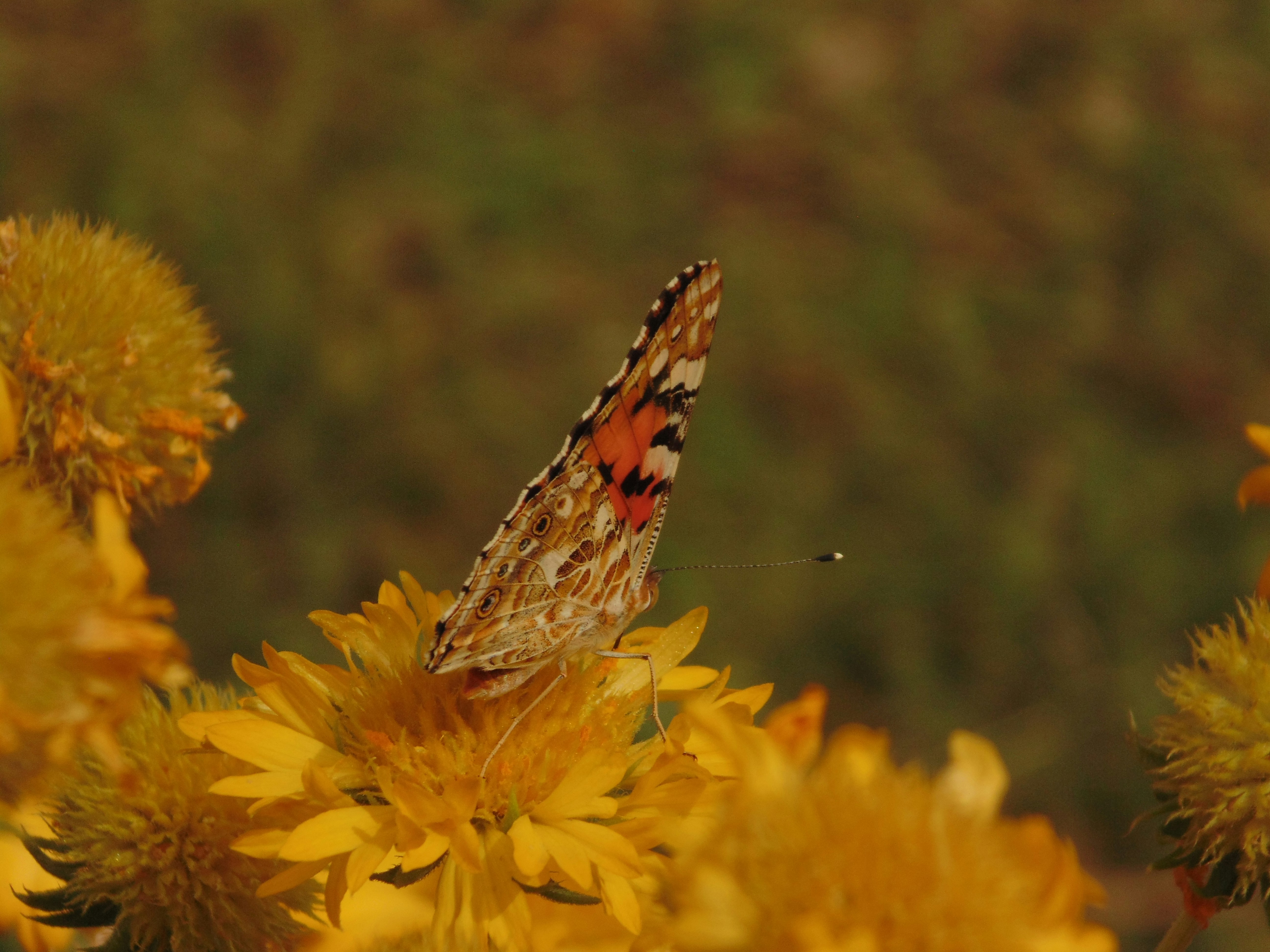 A beautiful butterfly delicately perched on vibrant yellow flowers, showcasing intricate wing patterns against a blurred natural background.