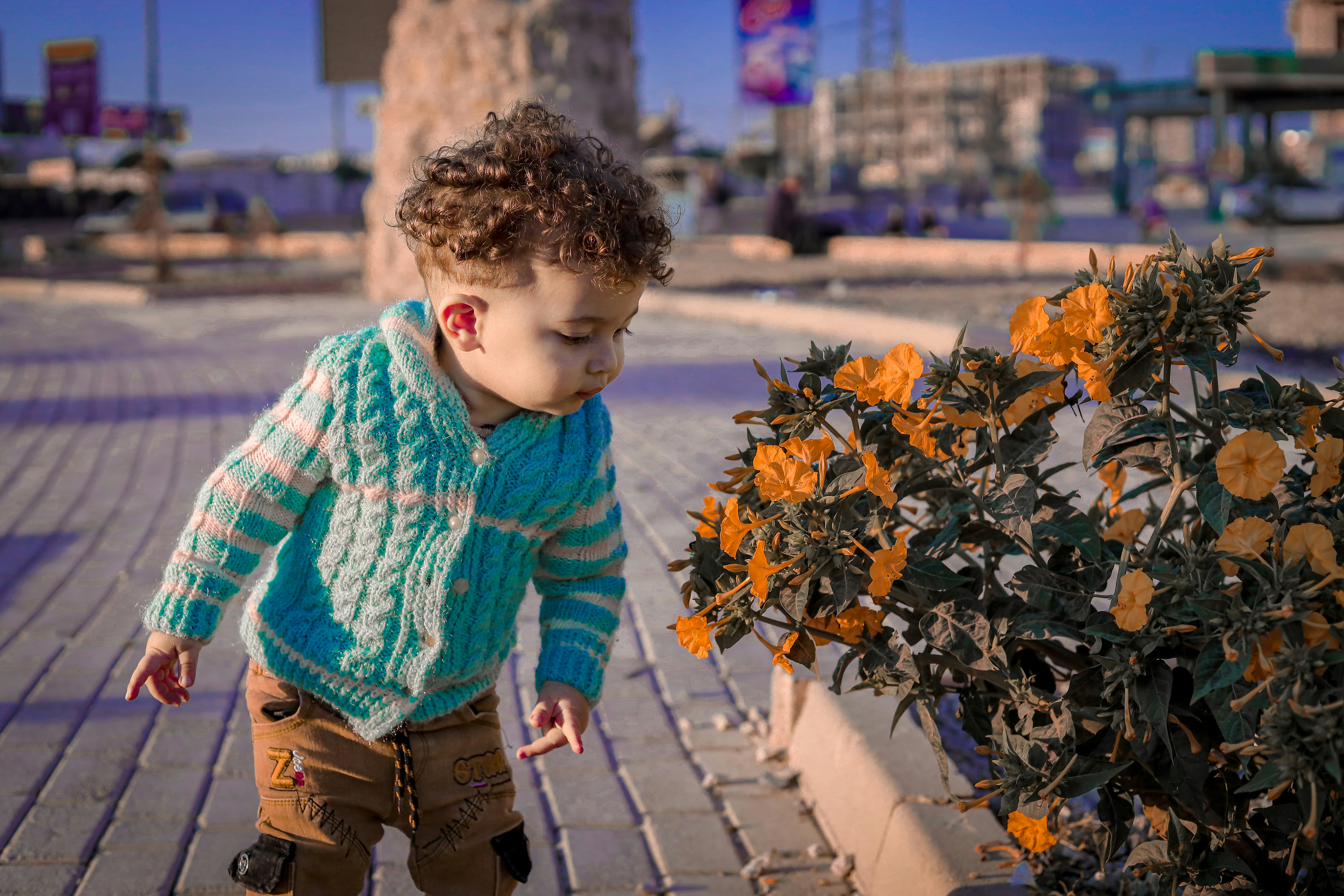 Young child in a knitted sweater examining vibrant orange flowers under clear blue skies.