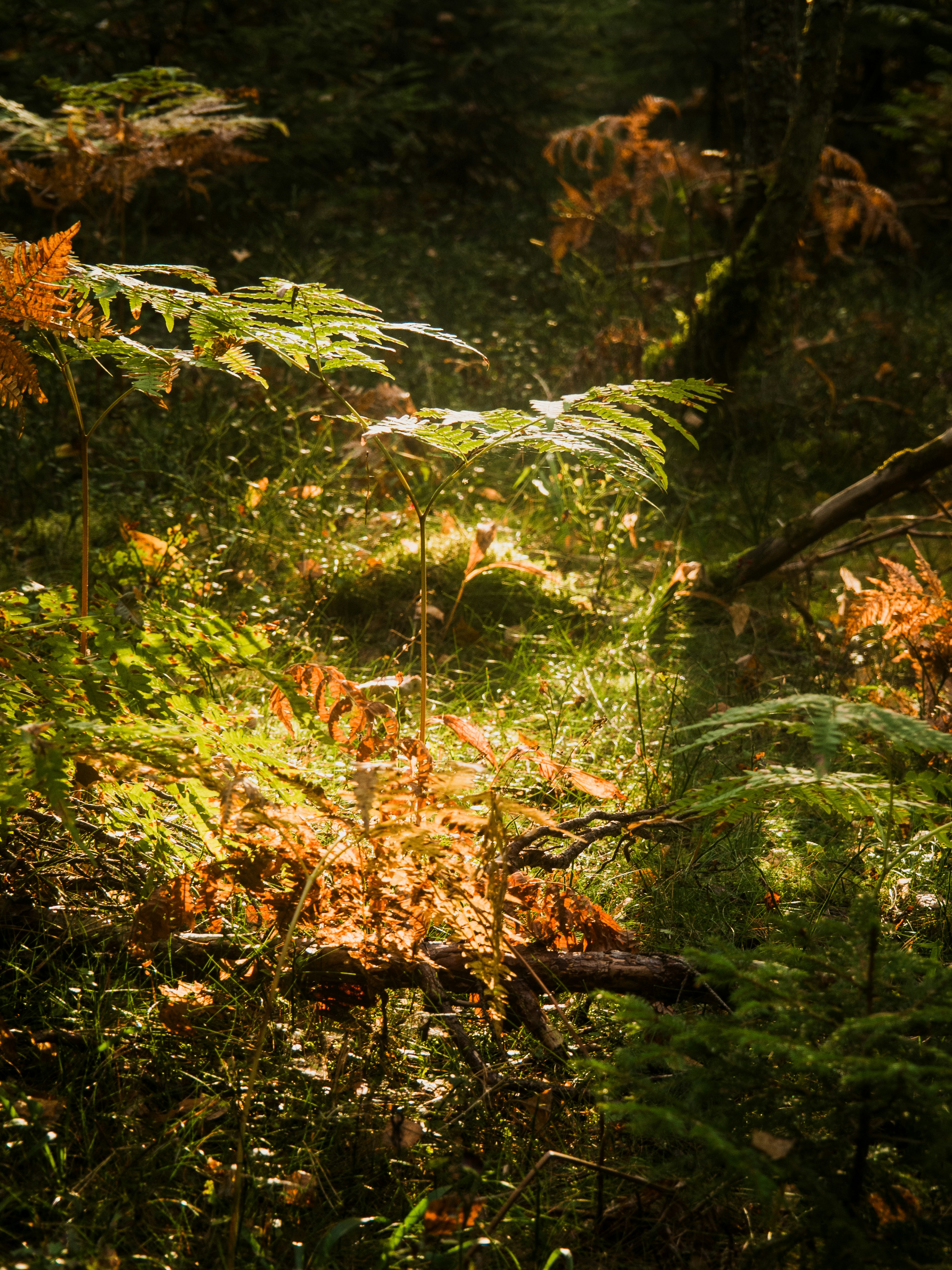 A forest filled with lots of tall green trees photo – Free Fall Image ...