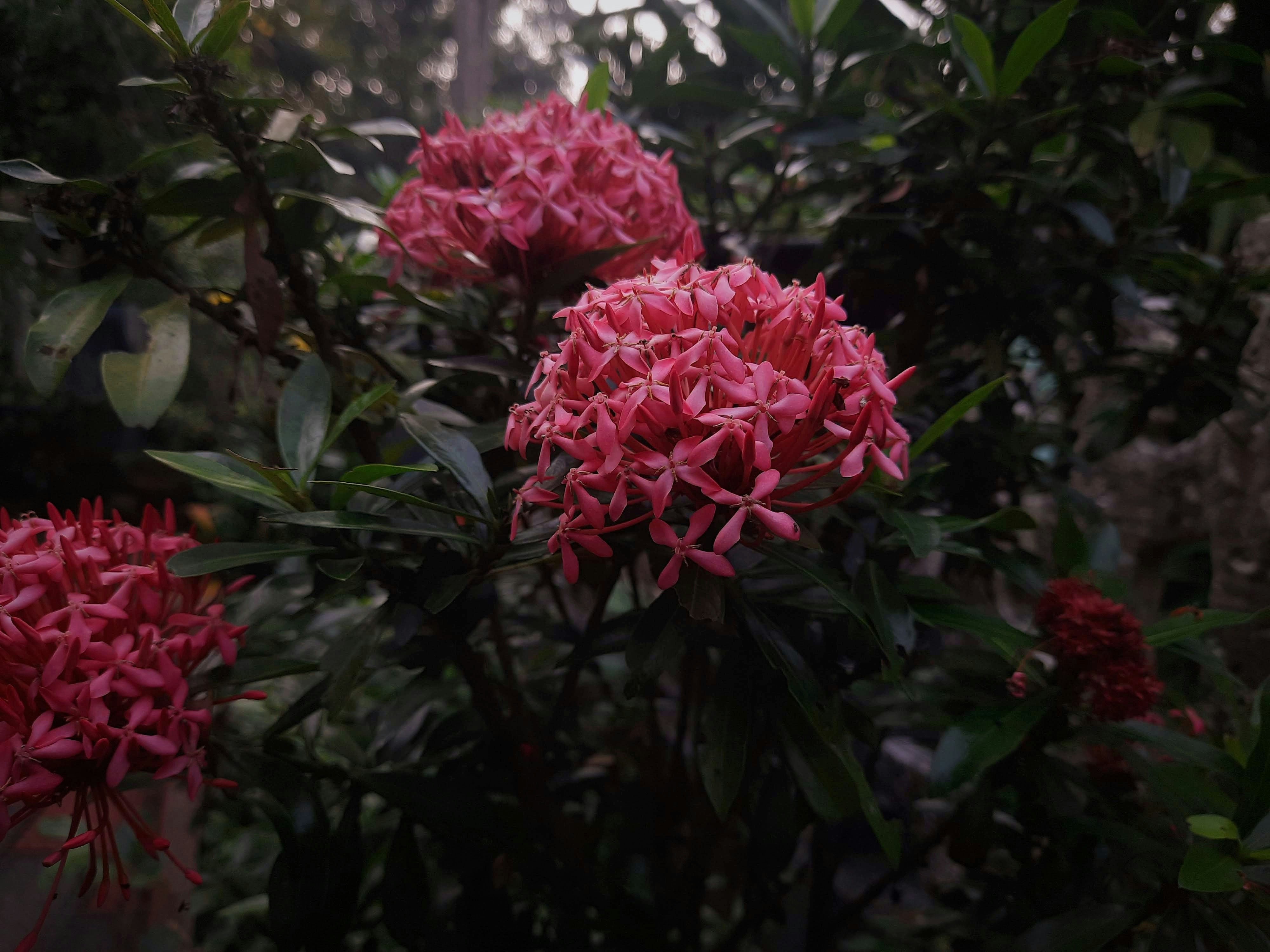 A bunch of pink flowers in a bush