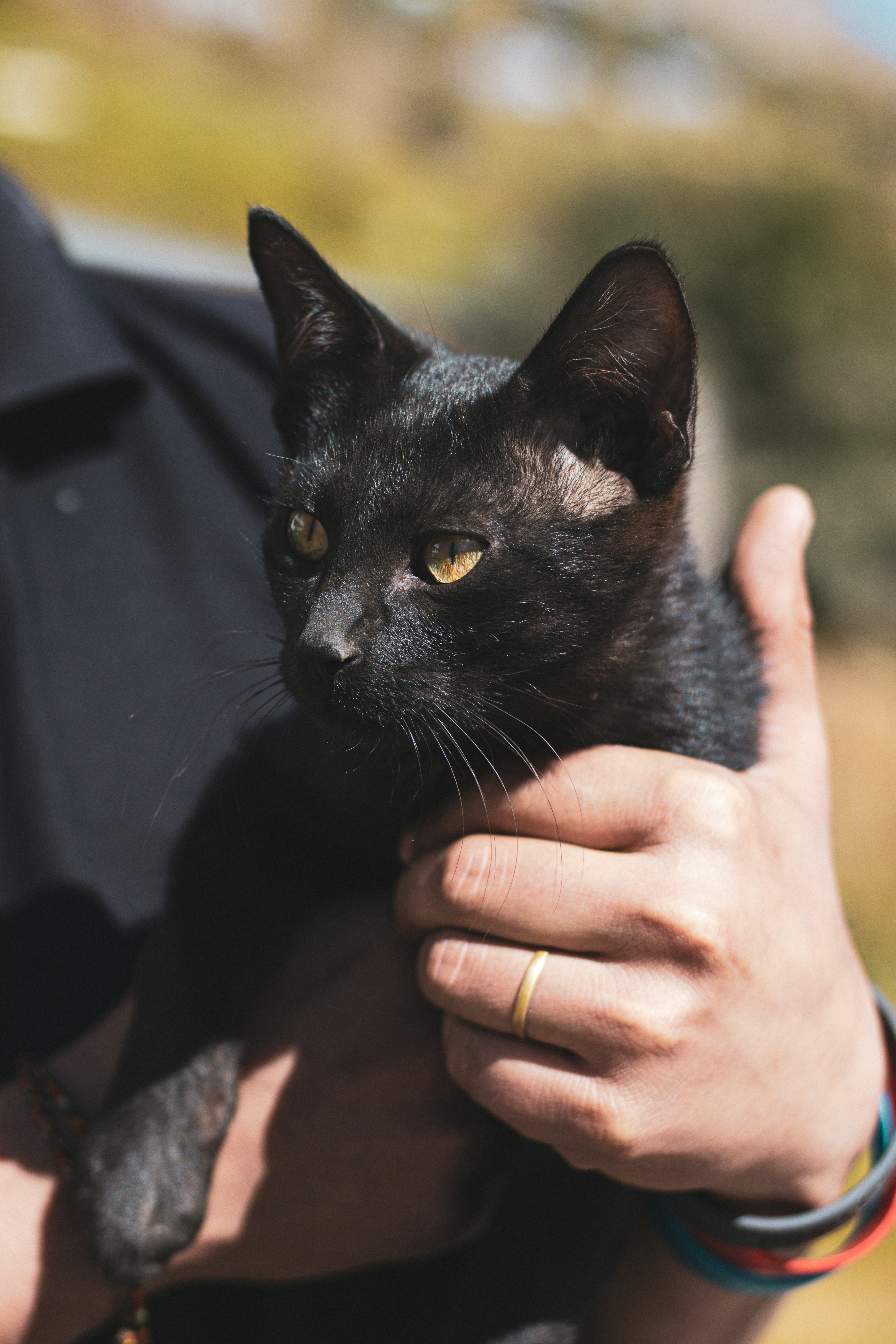 A black cat with striking yellow eyes gazes intently, cradled in a person's hands under a warm sunlit backdrop.
