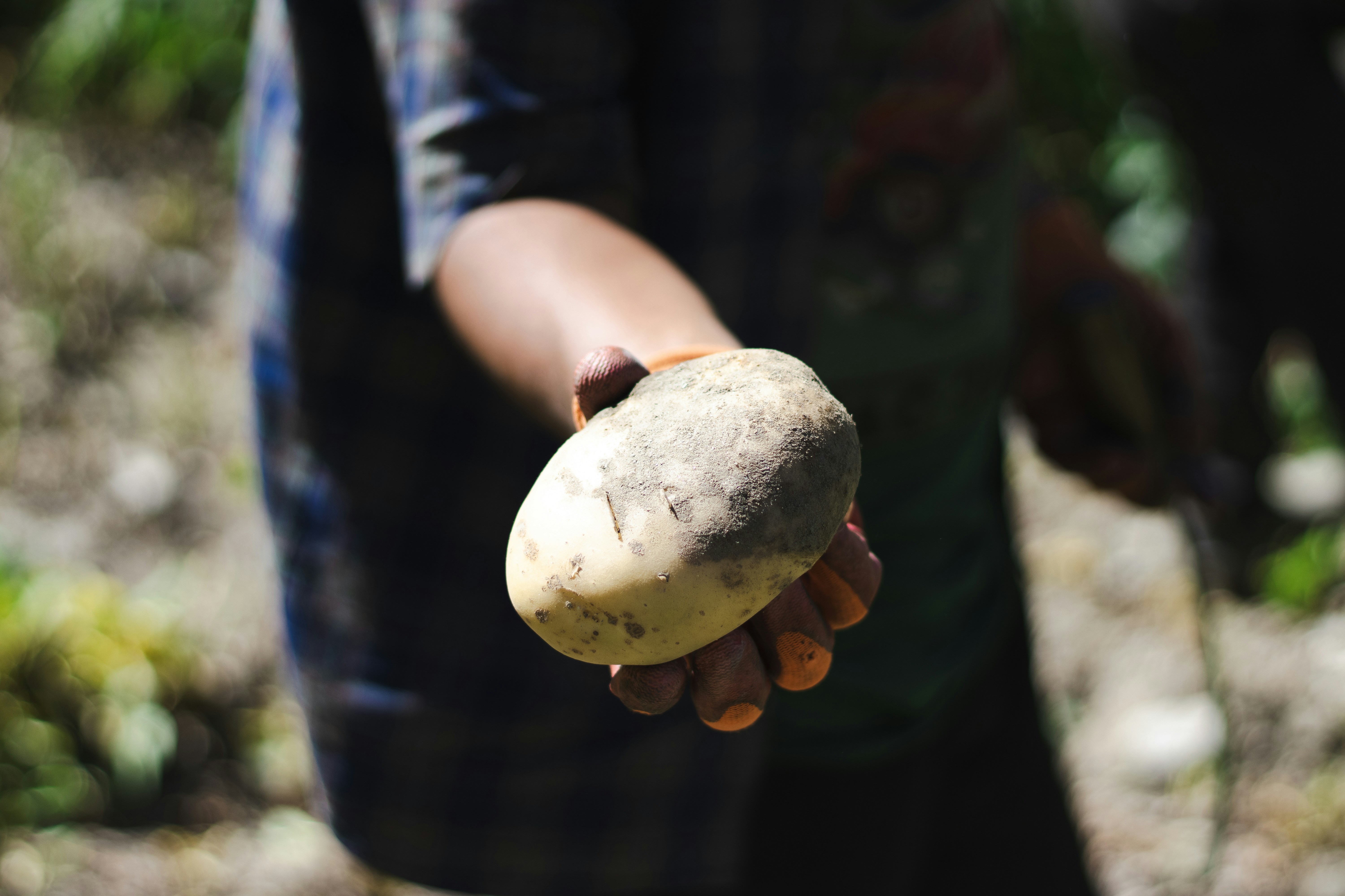 Earth Nugget in Focus: A Handful of Harvest Against a Soft Garden Backdrop