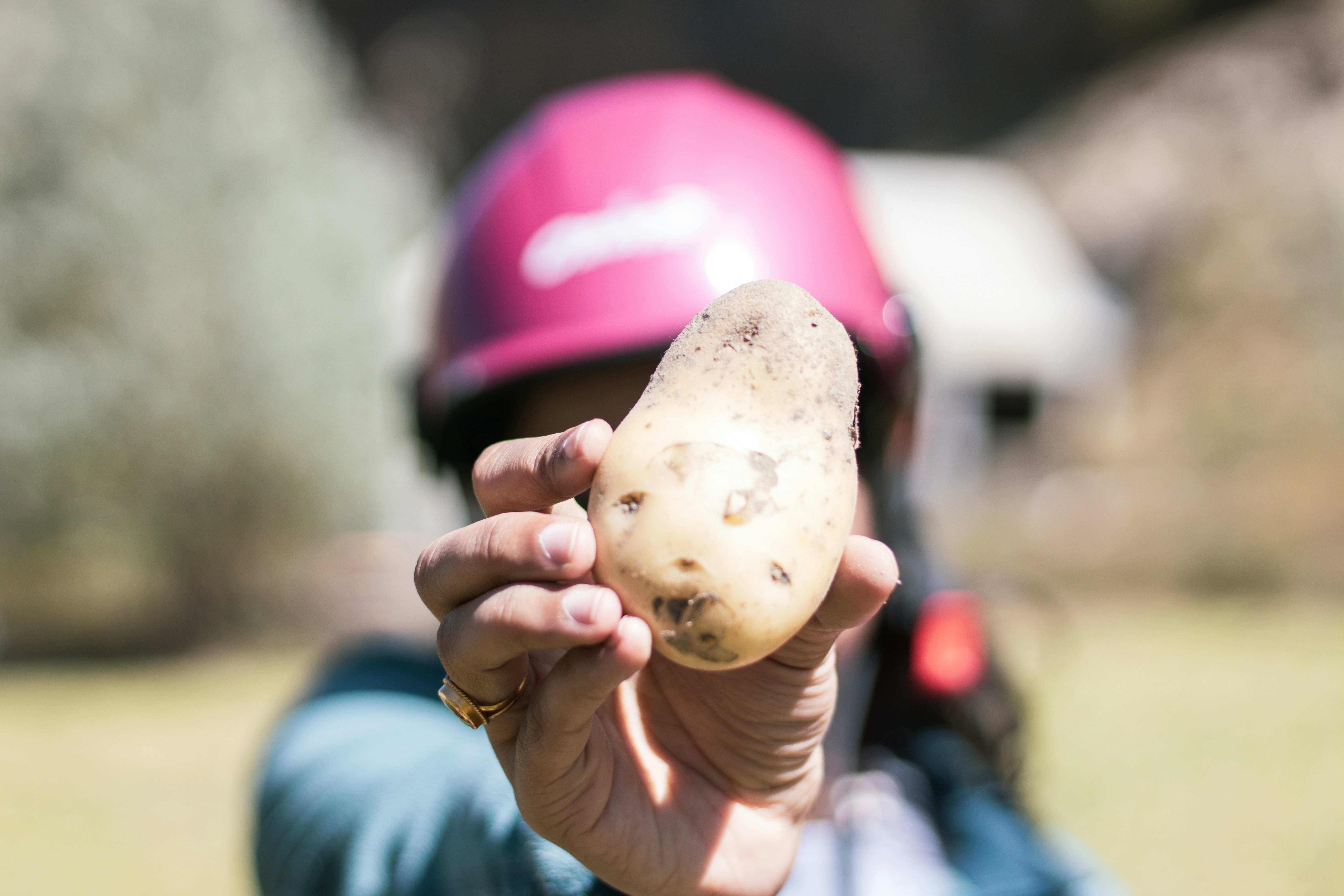 A person wearing a helmet is holding a potato photo – Free Potato Image ...