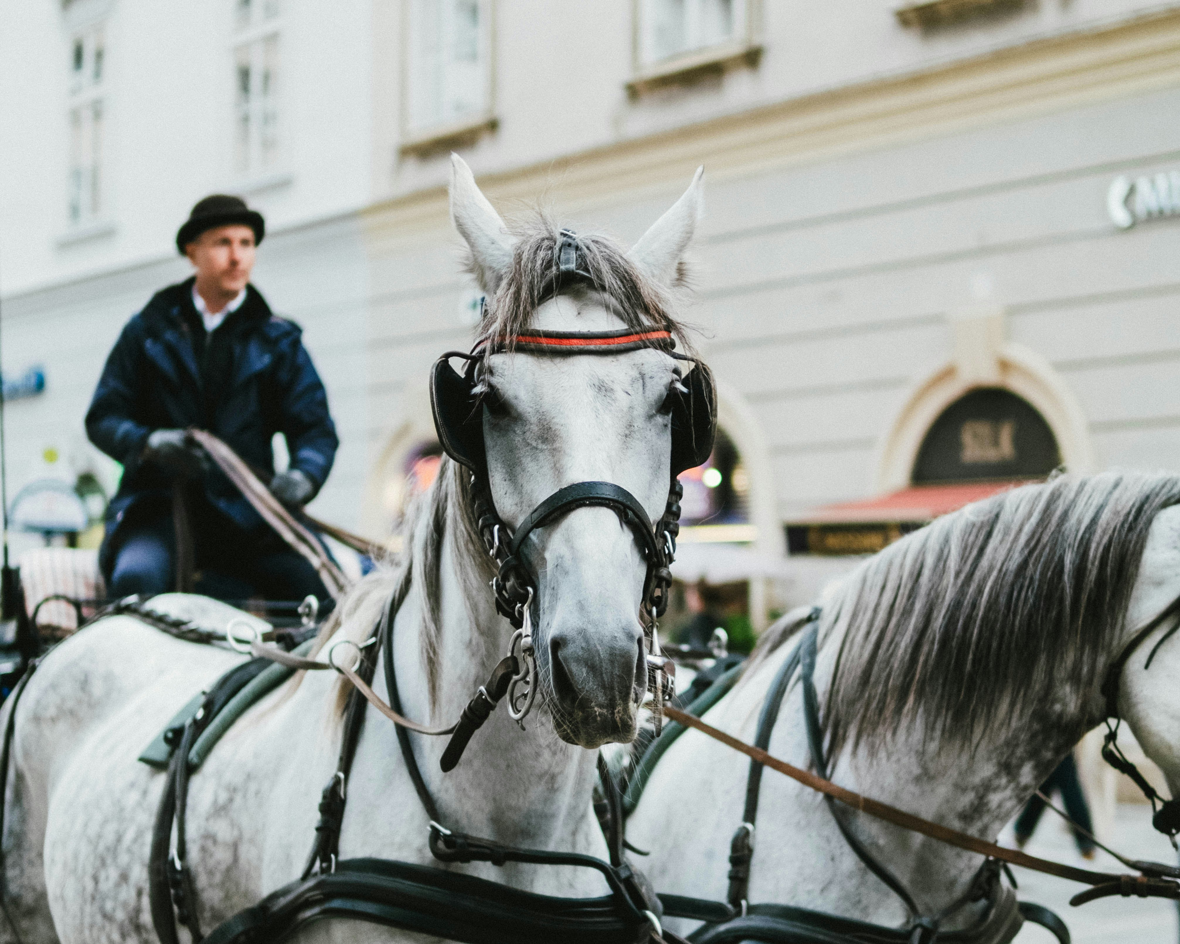 Lead Horse Under City Clamor: A White Steed in a Street Carriage