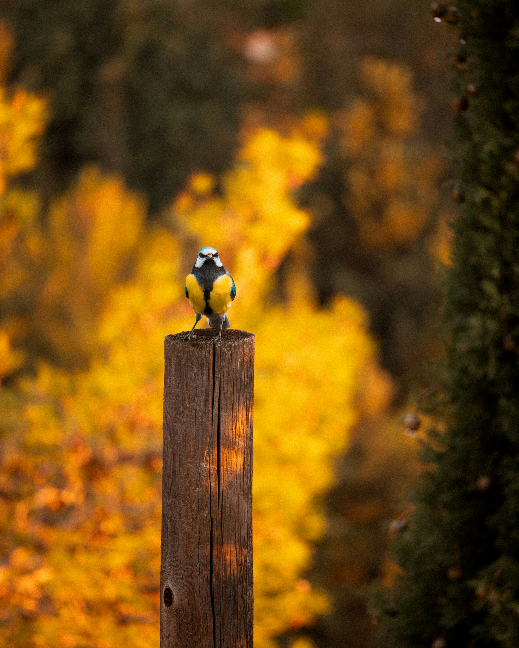 Autumn Sentinel on a Weathered Post: Golden Backdrop Focus
