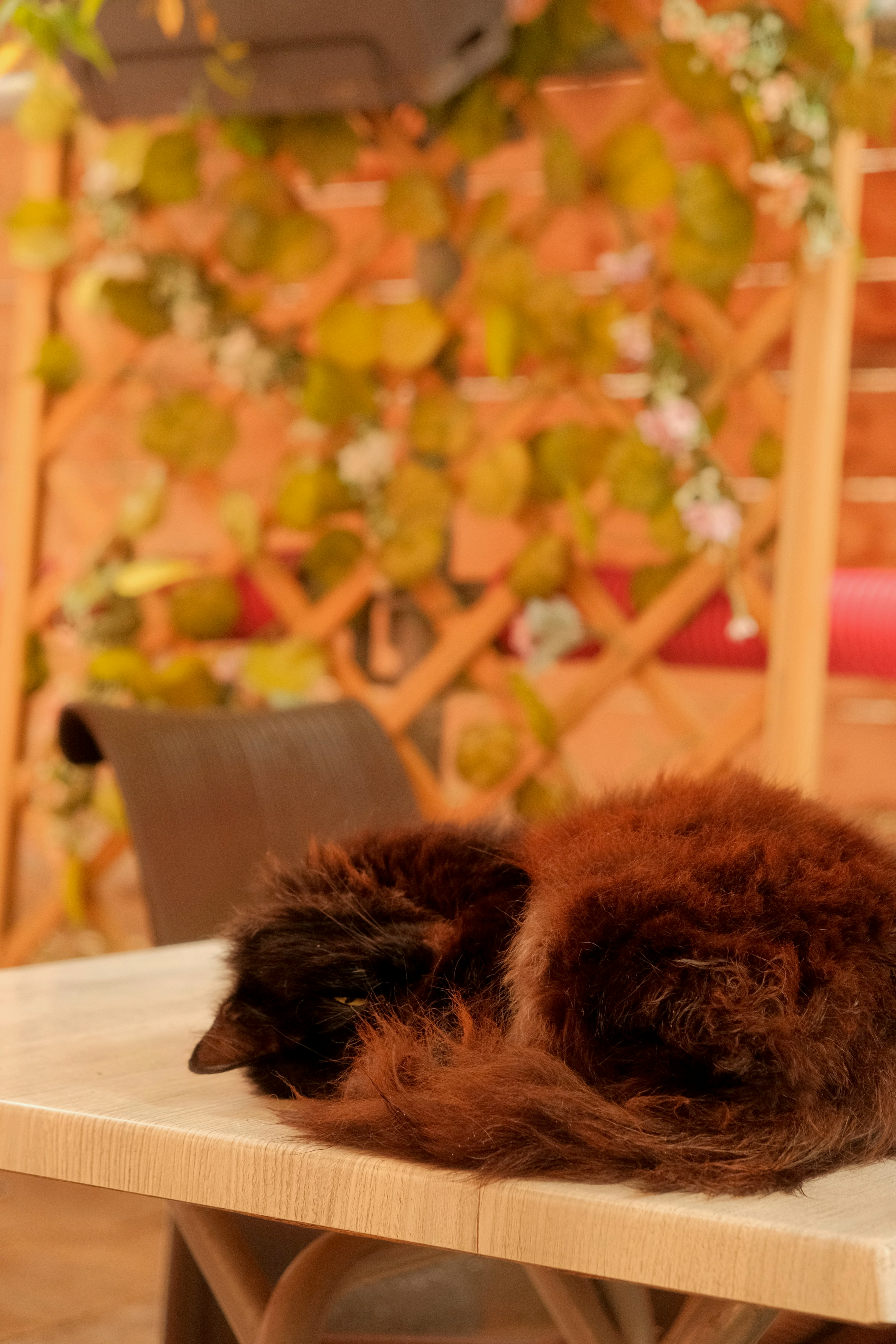Autumn Glow at the Table: A Fluffy Brown Cat in Quiet Slumber