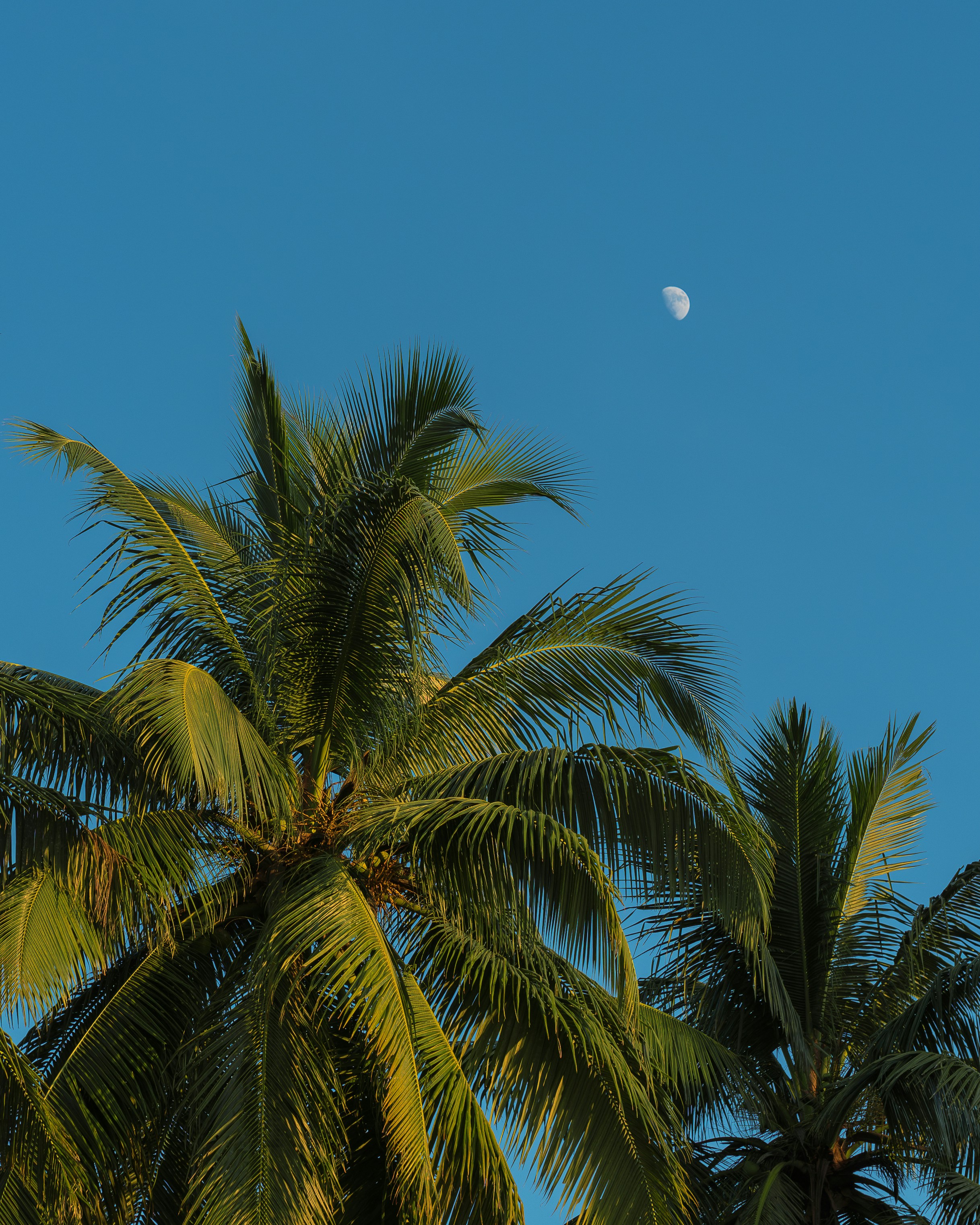 Photo by Alim with Fujifilm GFX50S II