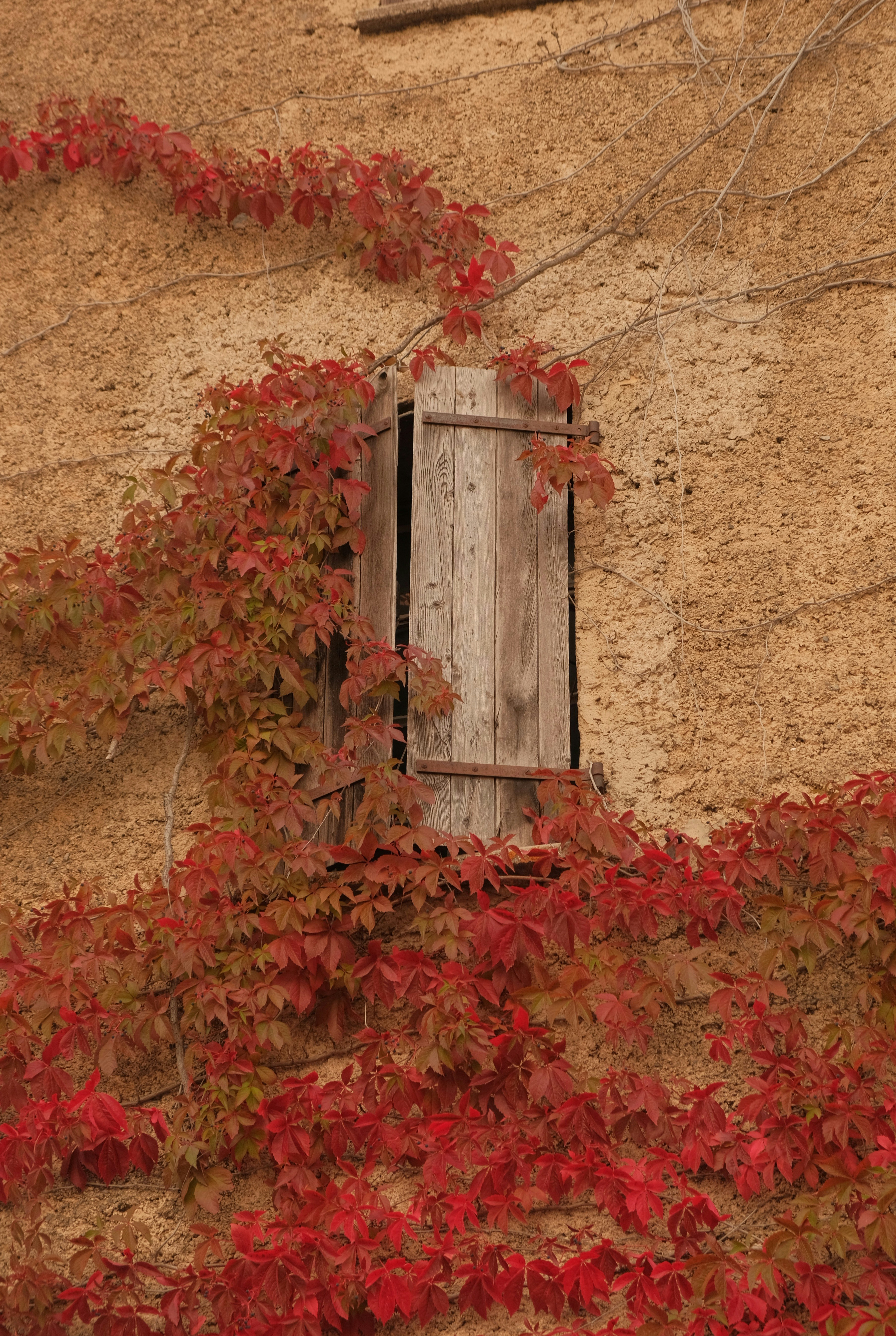 Crimson Ivy Embraces a Weathered Shutter Against Sun-Washed Adobe