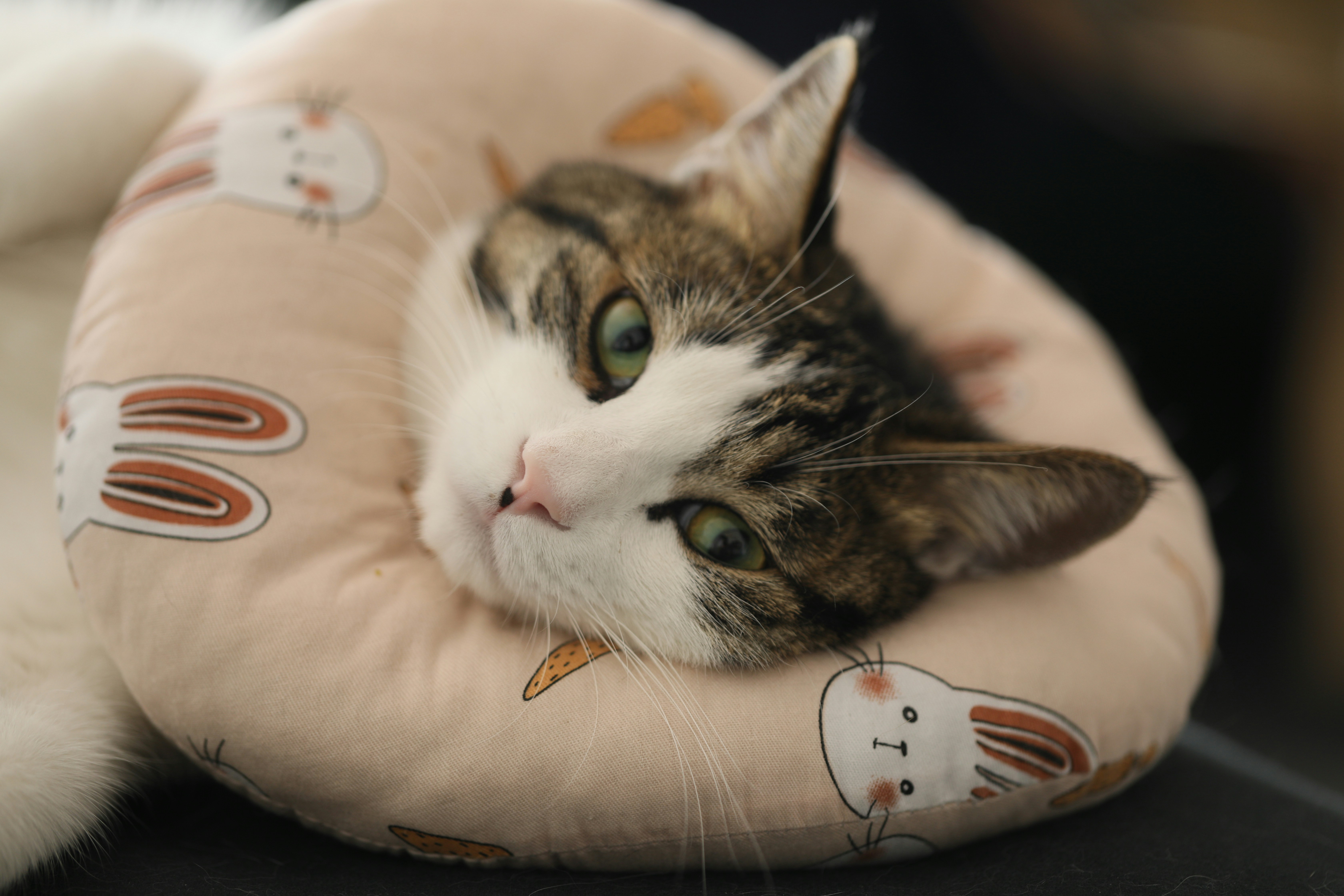 Cozy Cat in a Plush Carousel of Comfort