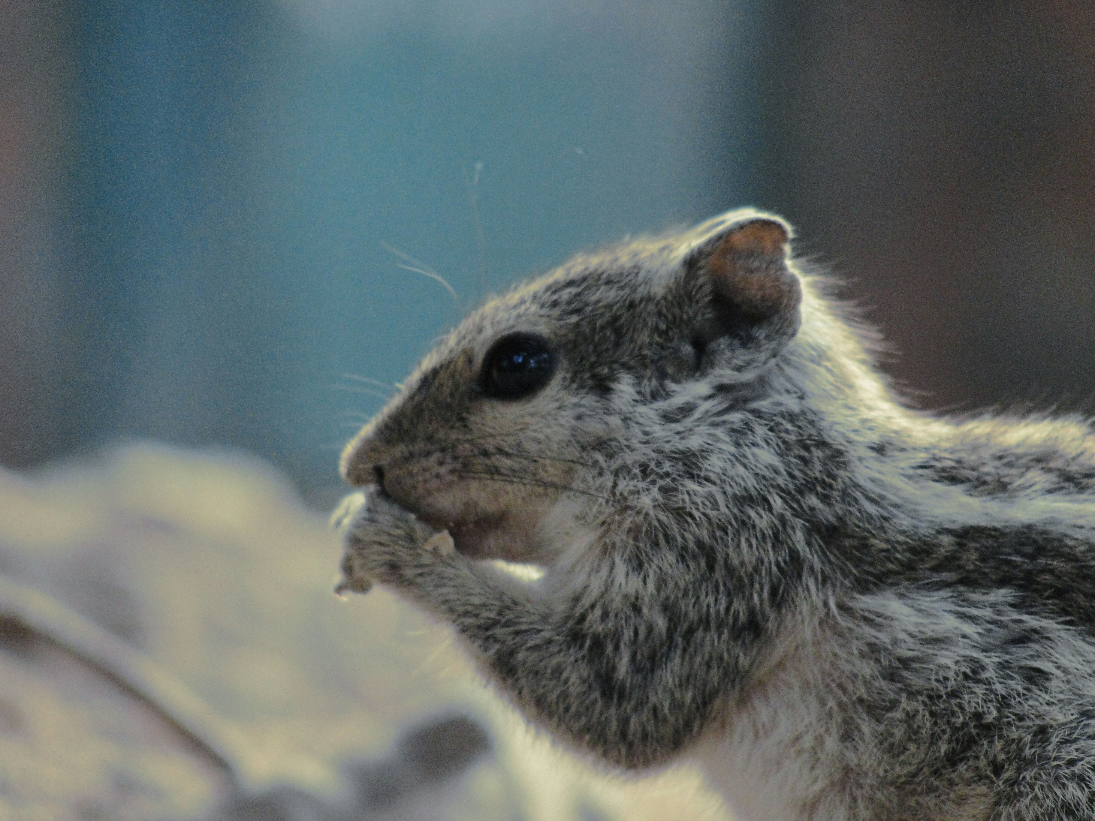Close-up of a gray squirrel nibbling a crumb, head and paw in sharp focus against a softly blurred background.