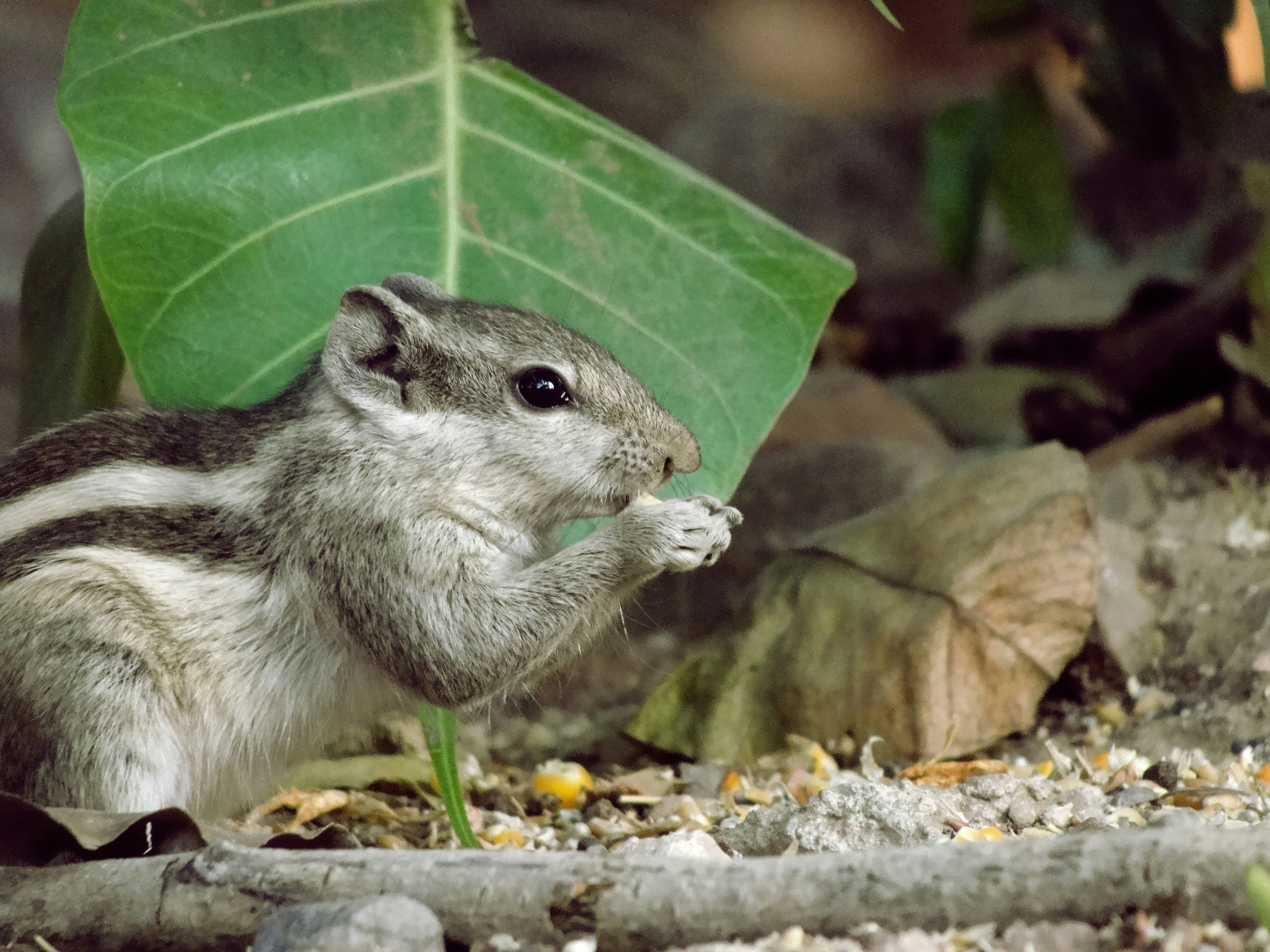 Leaf-veined Pause: A Ground Squirrel Quietly Nibbles by Pebbles
