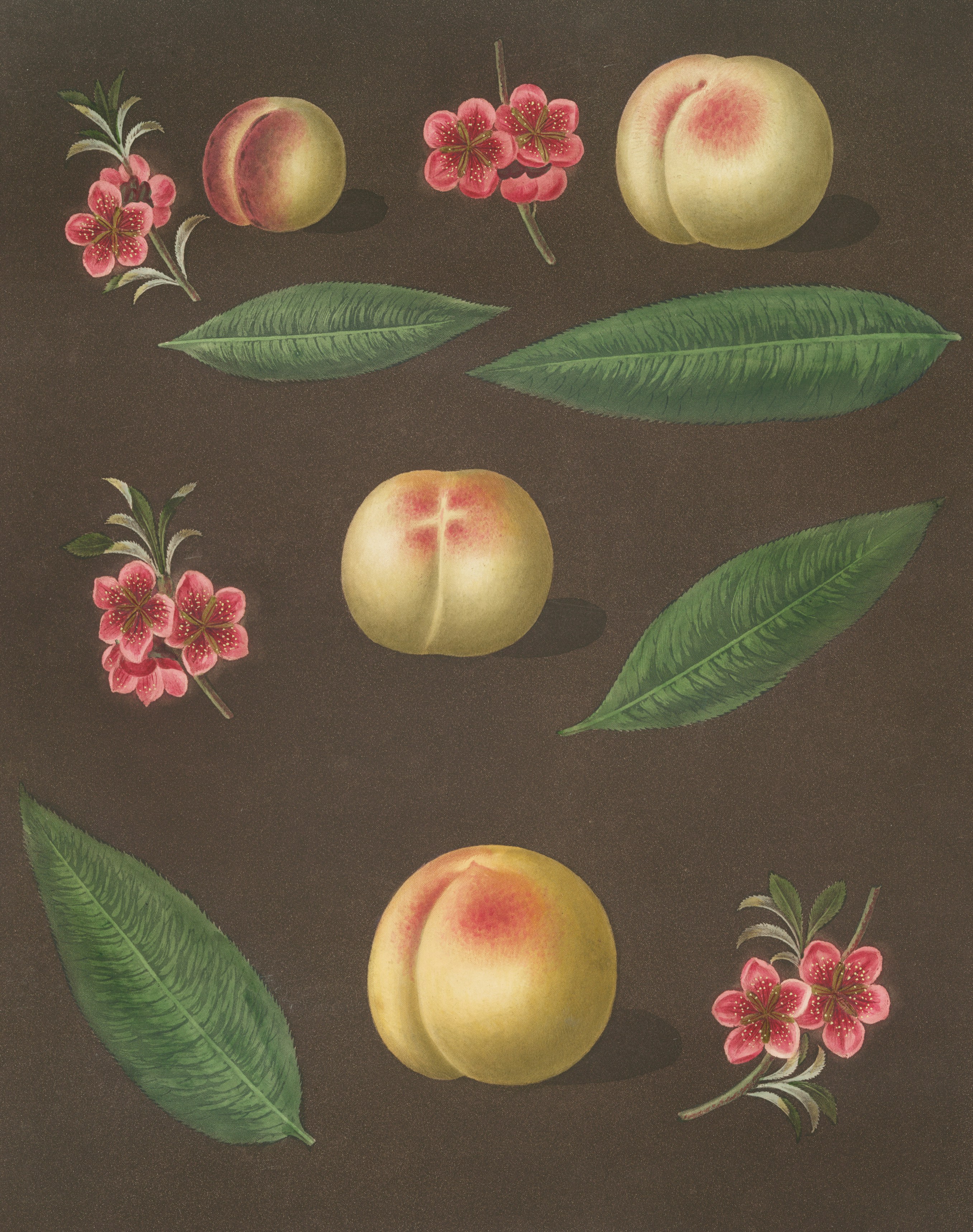 The Feminine Shift | Lisa Fitzpatrick | Substack