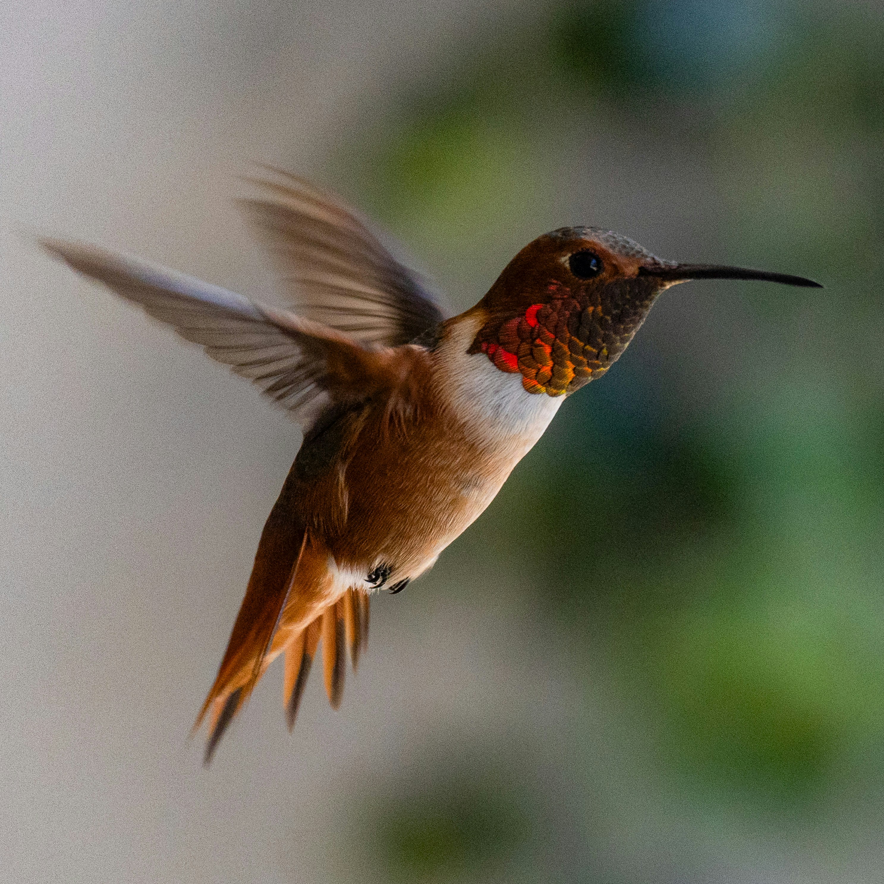 A hummingbird flying in the air with a blurry background photo – Free ...