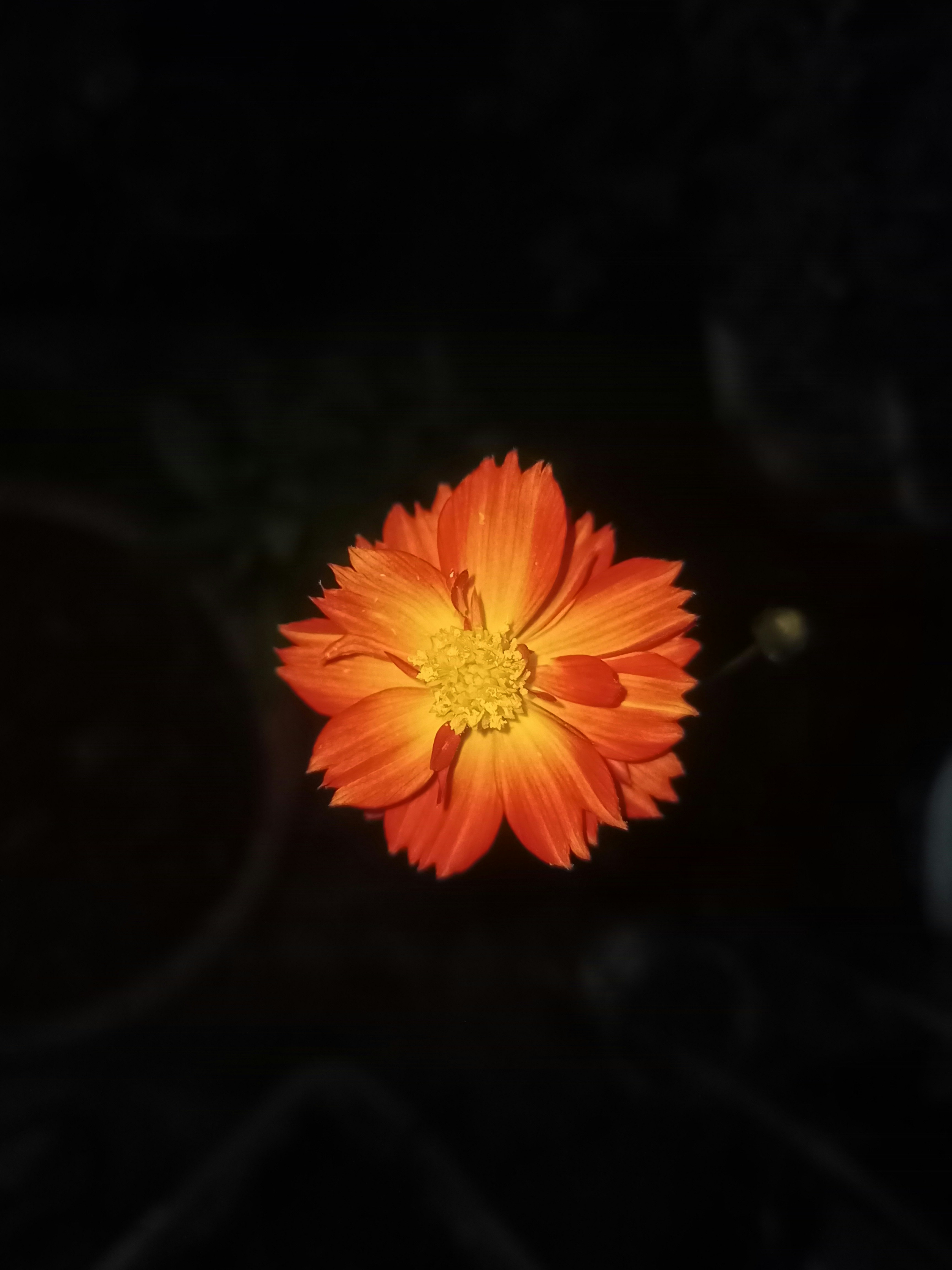 Vibrant orange blossom isolated against a dark background, highlighting petal texture and the bright yellow center.
