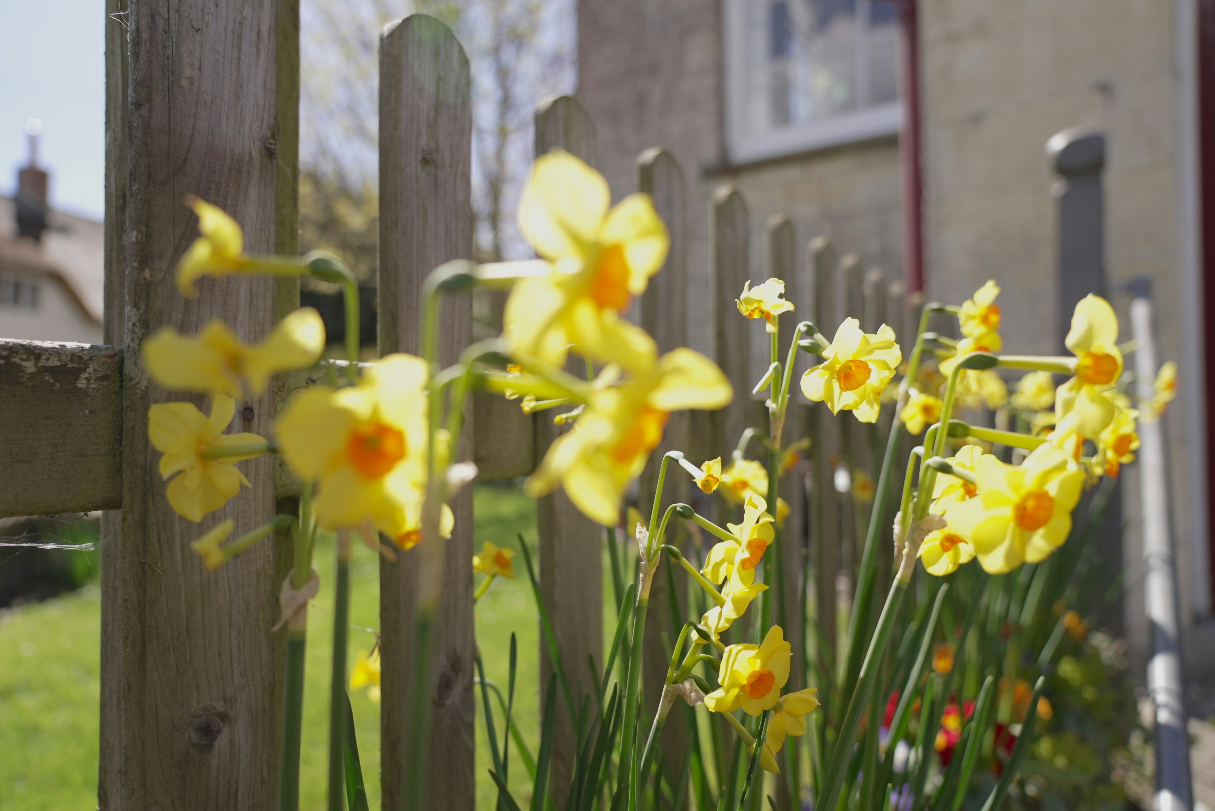 Daffodil Serenade by the Garden Gate
