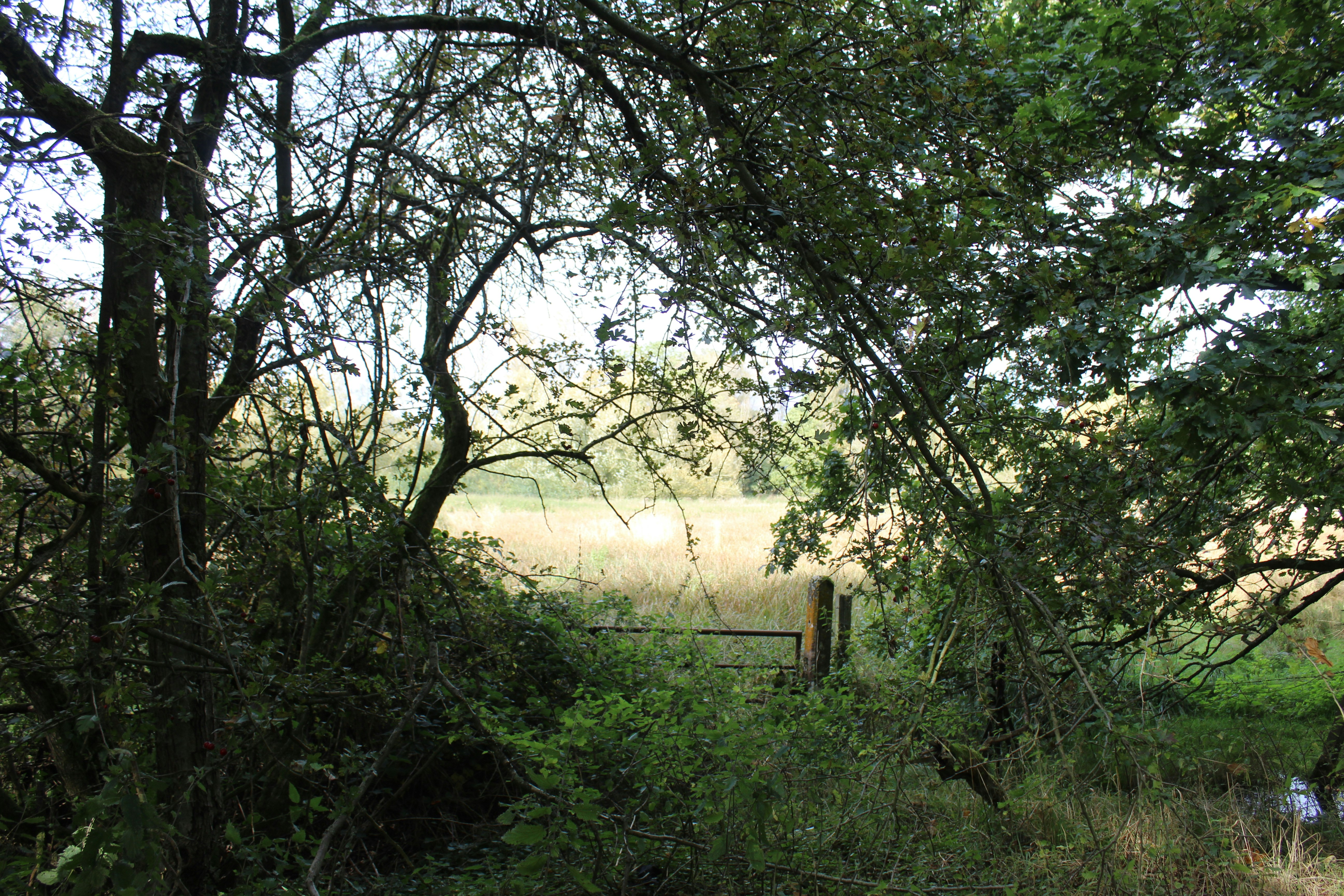 Photo by Thomas Underwood | TTP with Canon EOS 4000D