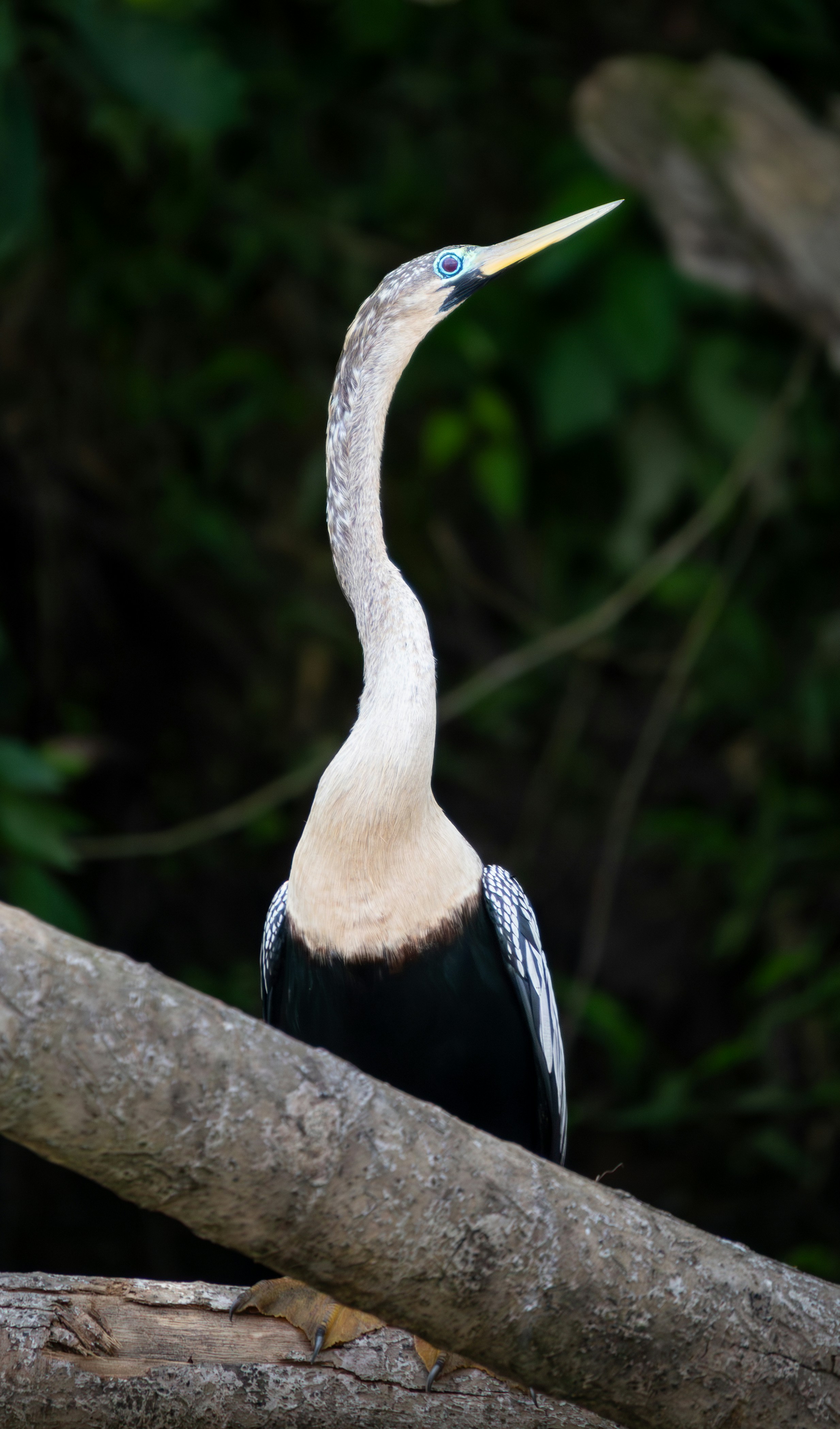 A bird with a long neck sitting on a tree branch photo – Free Wildlife ...