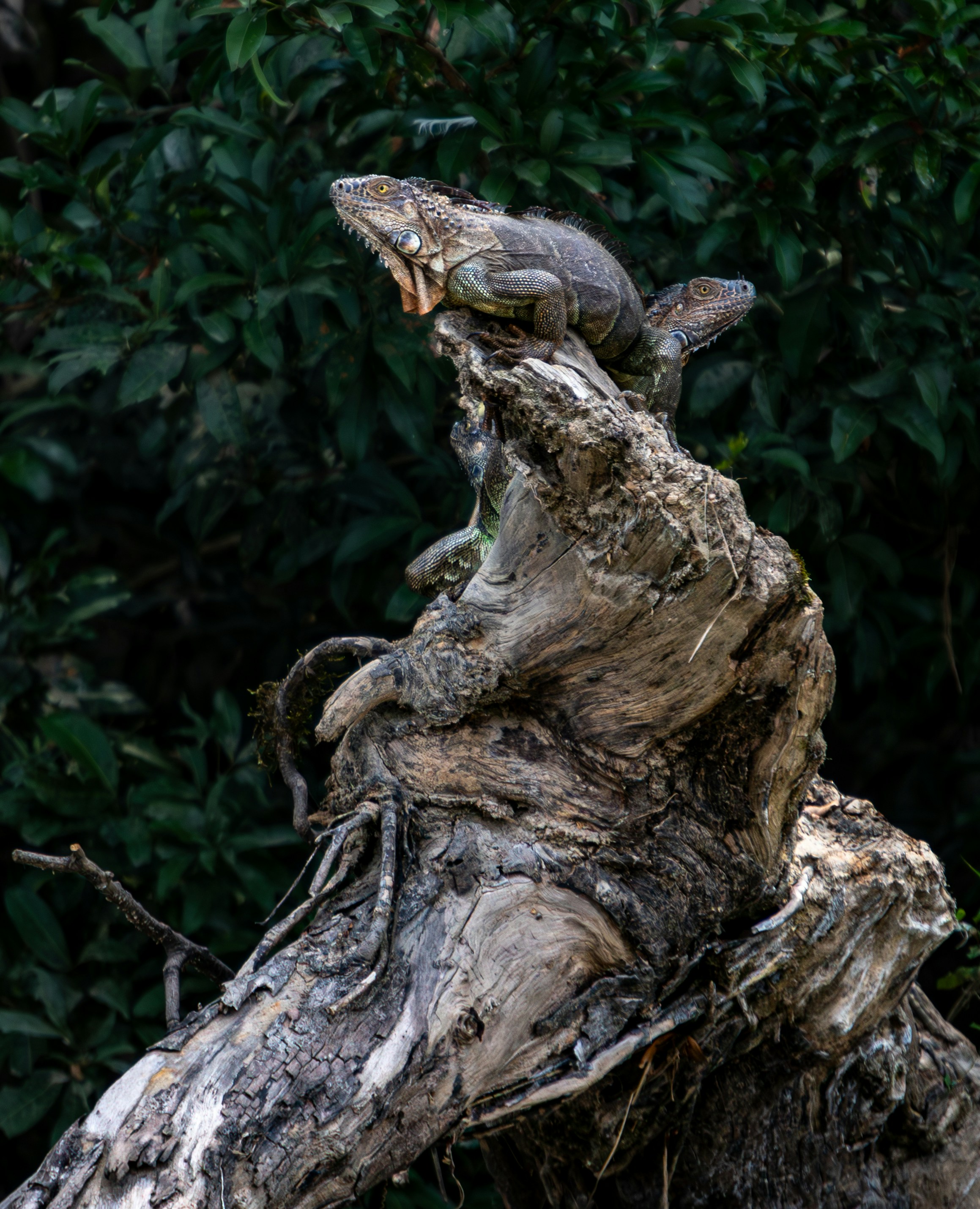 Gnarled Throne: A Green Iguana Reigns Over Weathered Wood