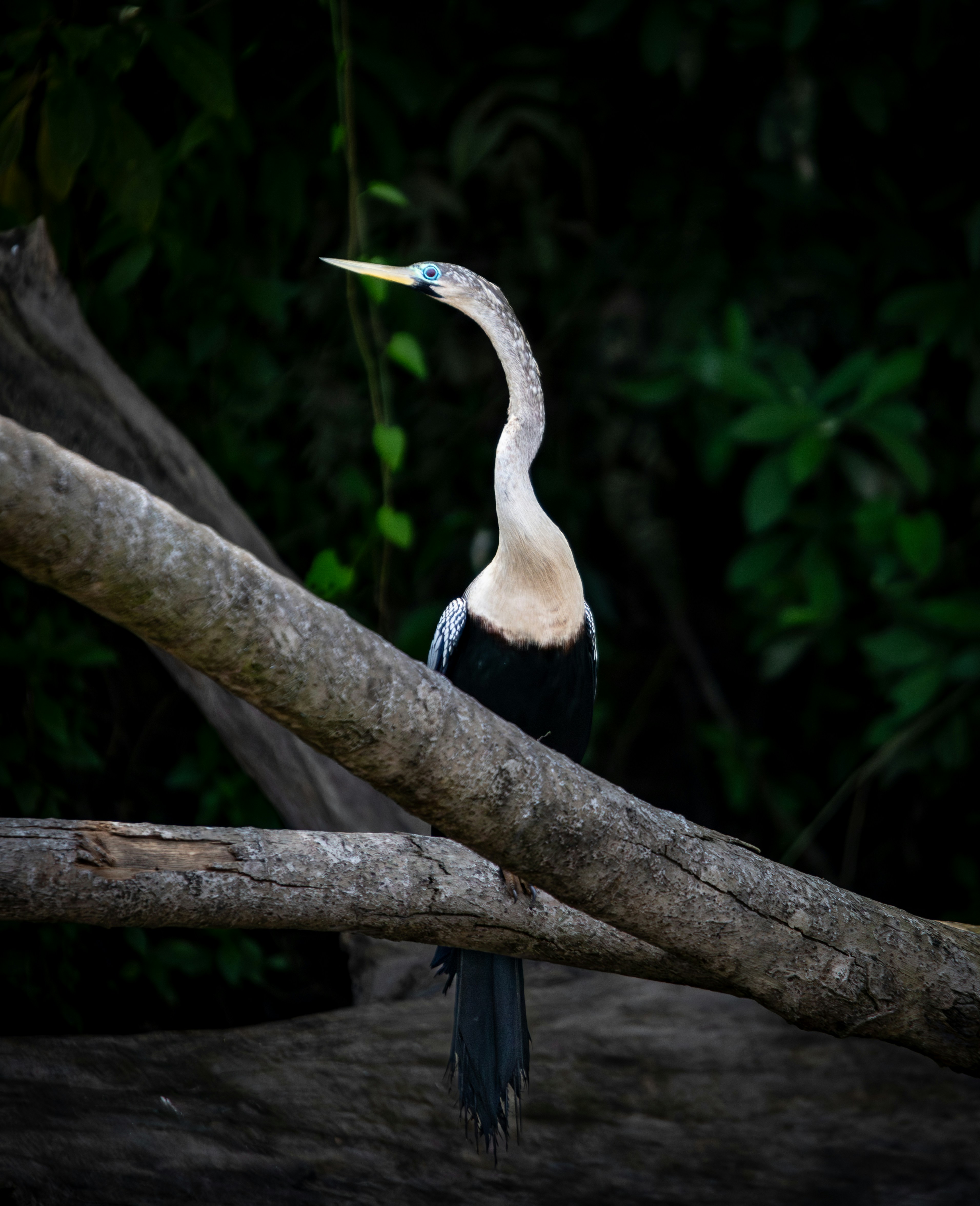 Azure-eyed Heron on a Weathered Log: Forest Quietude
