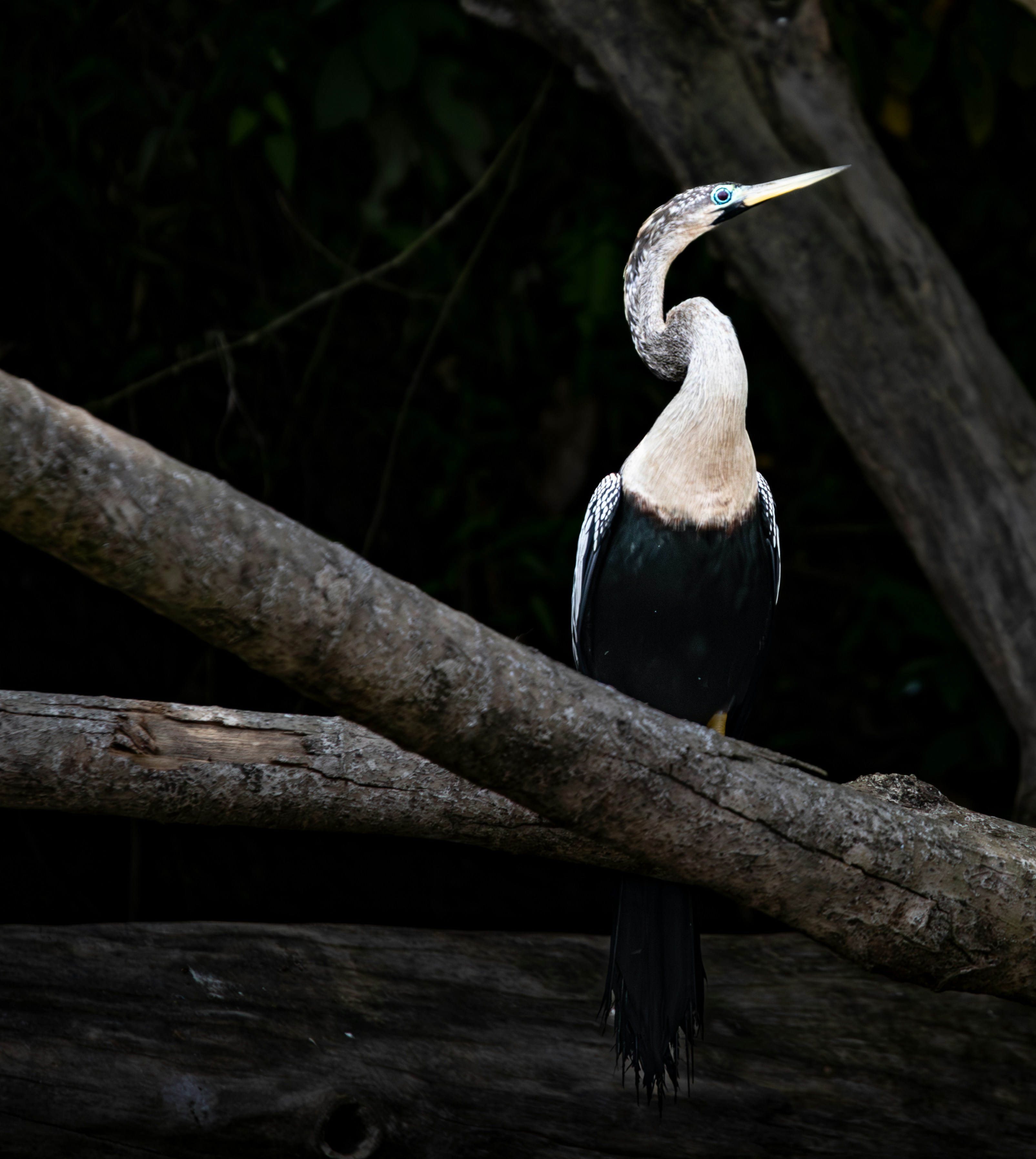 Curved-Neck Sentinel on a Weathered Log