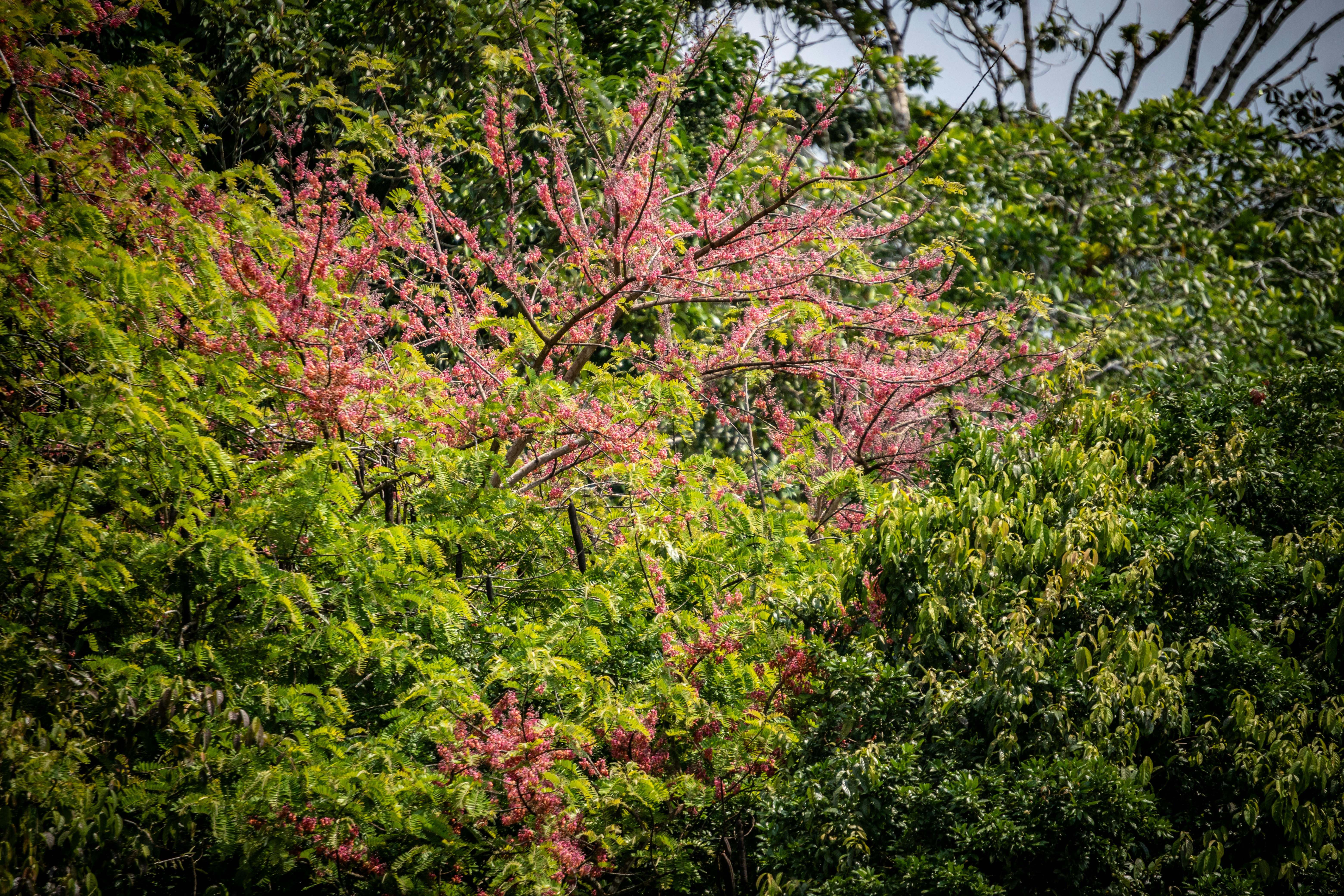 Pink Blossoms Thread Through a Verdant Canopy