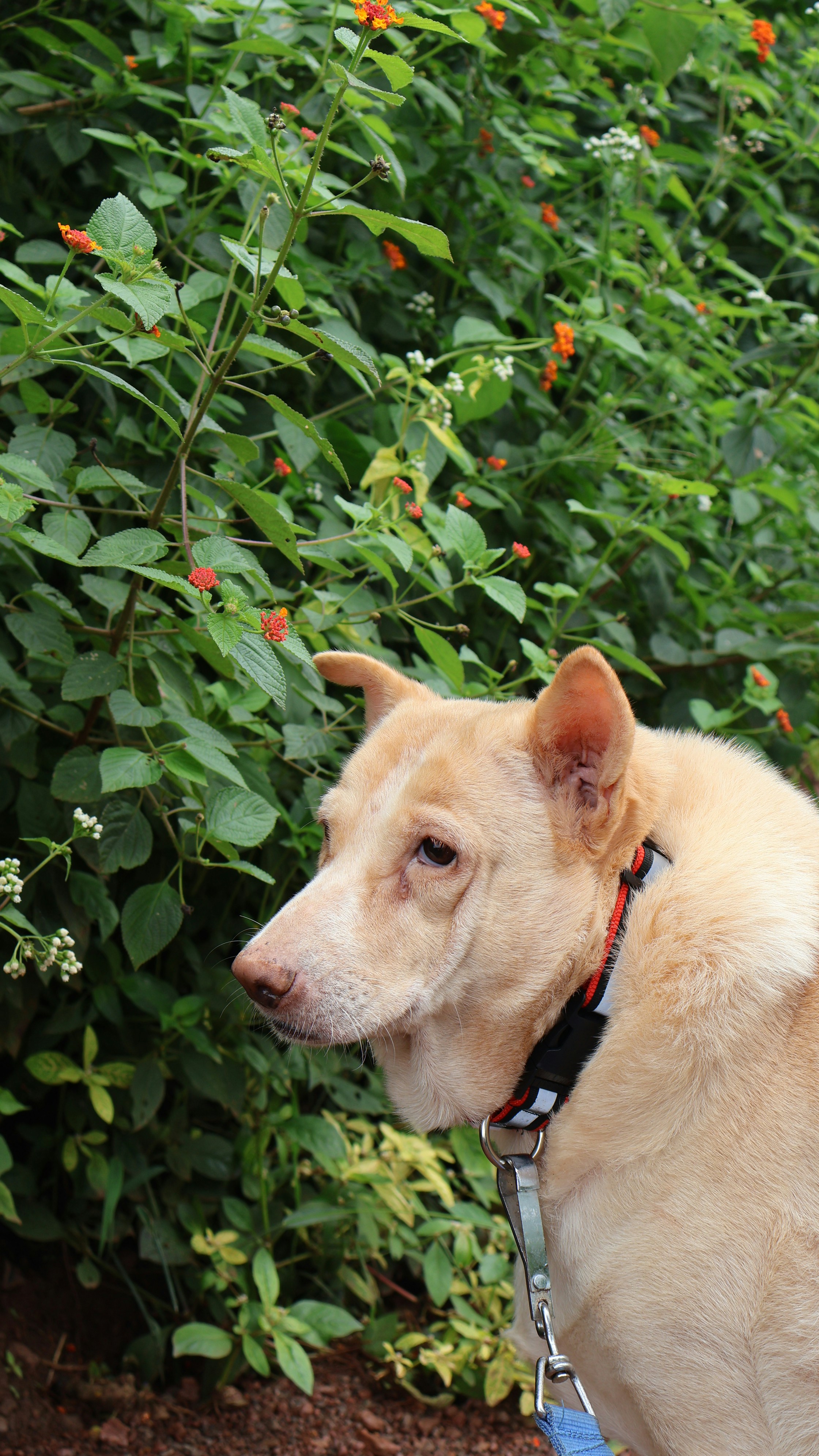 Amber Hound by the Hedge: A Quiet Gaze Among Orange Blooms