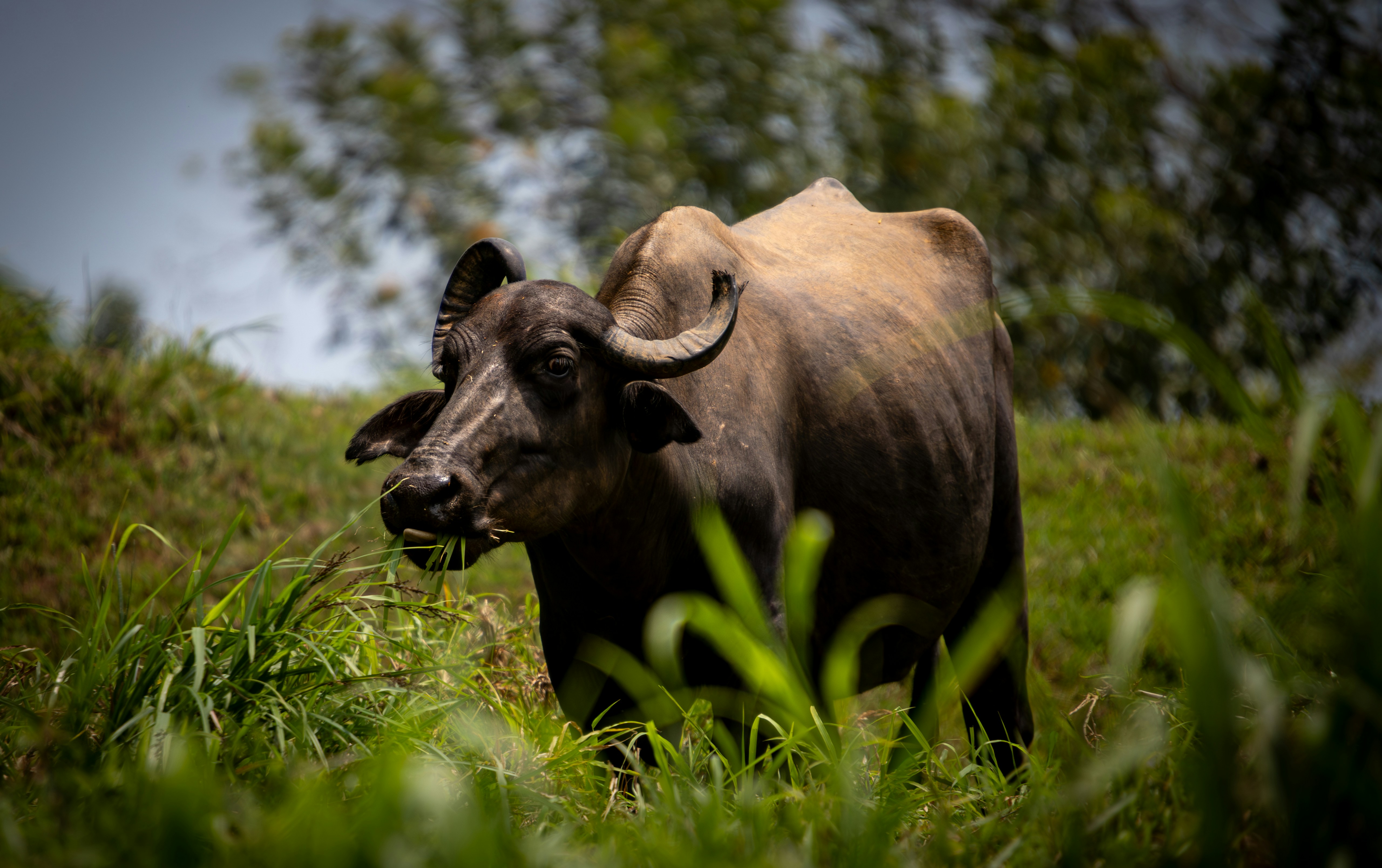 Grassland Sentinel: Buffalo Stands Ground in Sunlit Meadow
