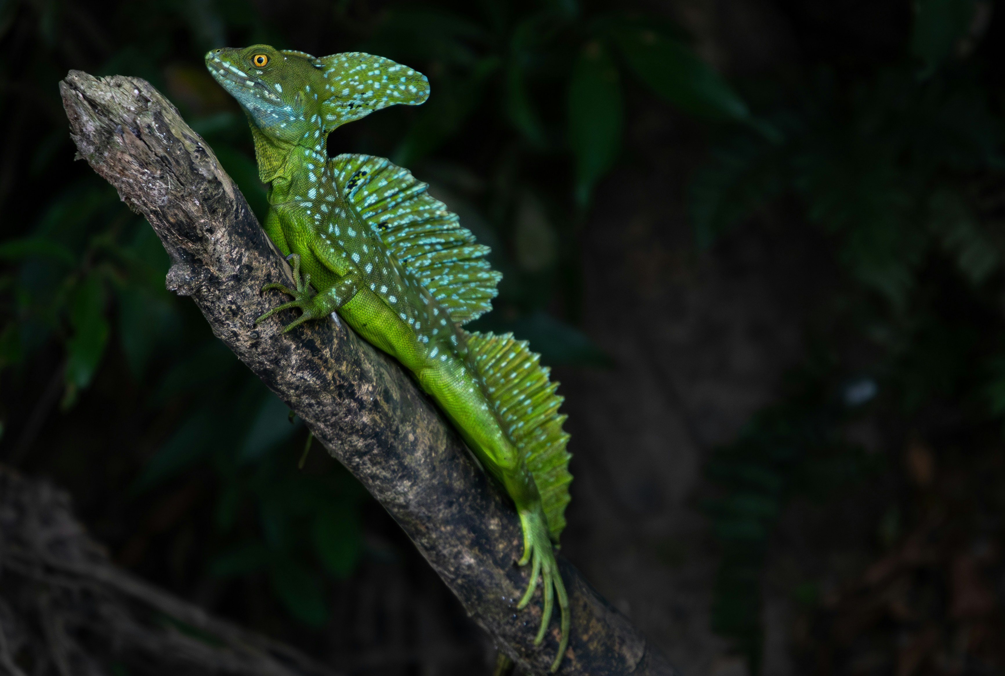 A green basilisk lizard, known for its vibrant coloration and crest-like head, perches on a slanted branch in a rainforest setting. Its bright green body is dotted with pale blue spots, blending with the surrounding foliage. The lizard’s long tail hangs from the branch, while its distinctive dorsal fin-like crests give it a unique appearance. The dense forest backdrop further highlights the natural habitat of this exotic reptile.Bernd 📷 Dittrich