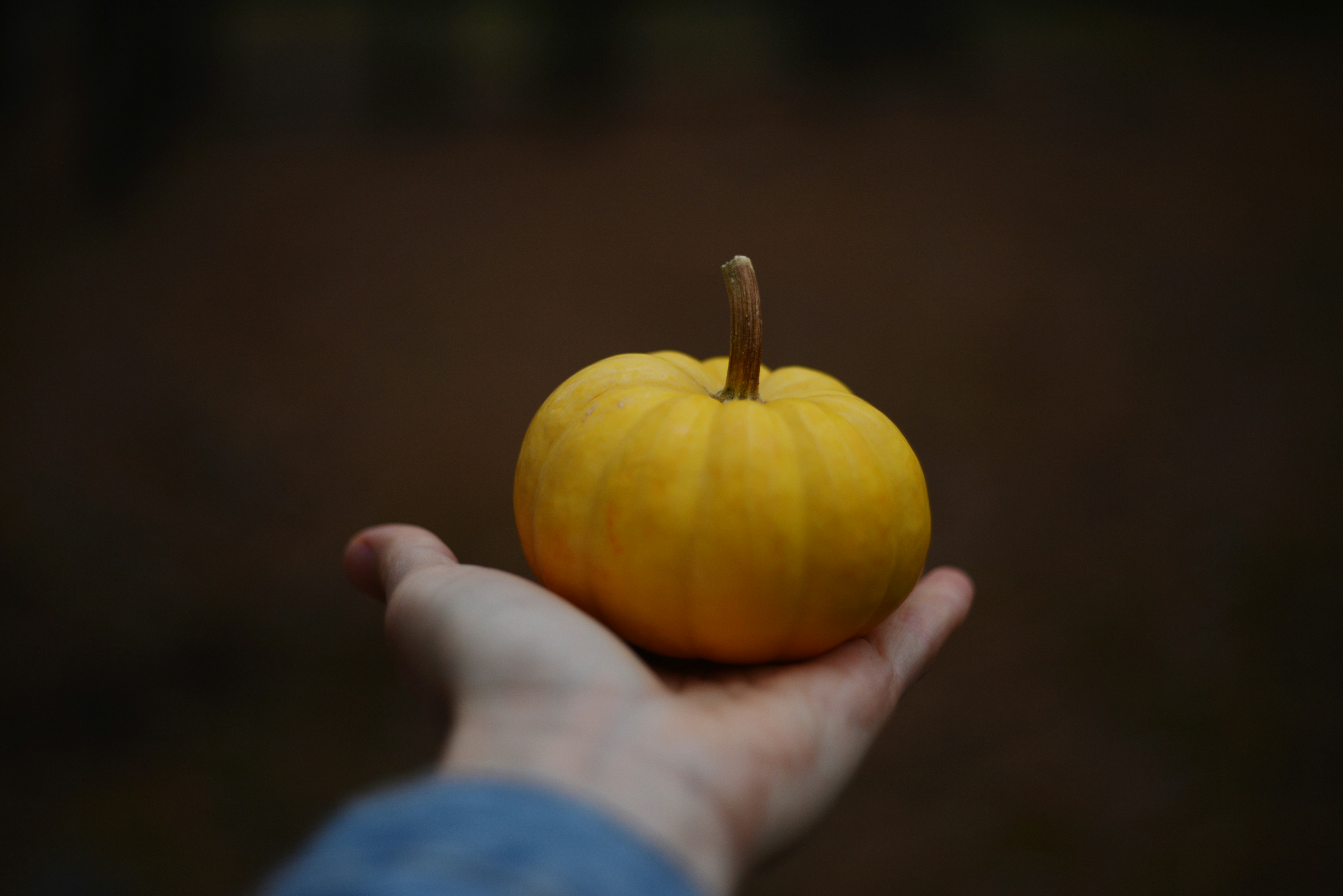 Amber Pumpkin Cradled in a Quiet Hand