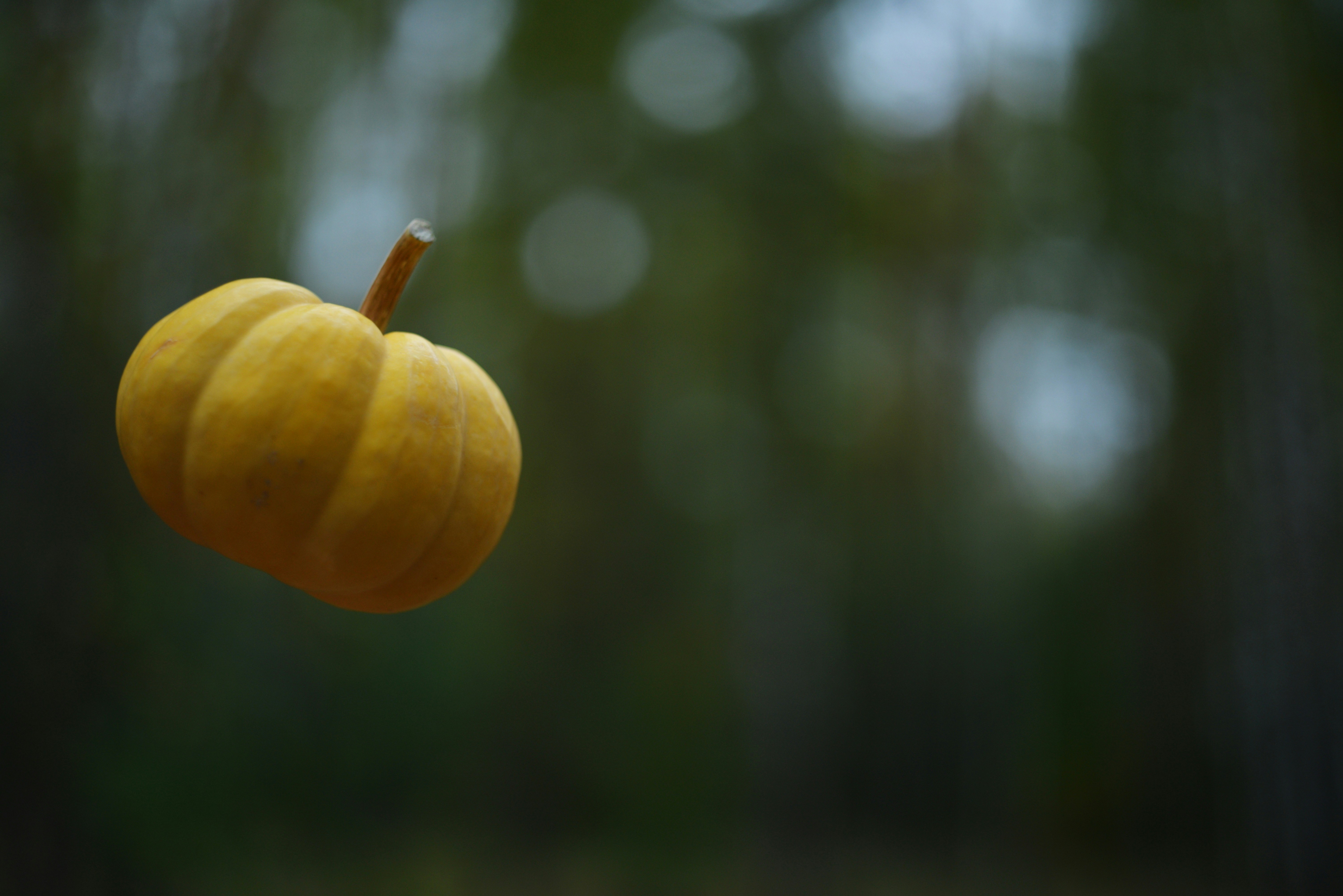 Hovering Pumpkin Against a Velvet Green Forest Backdrop
