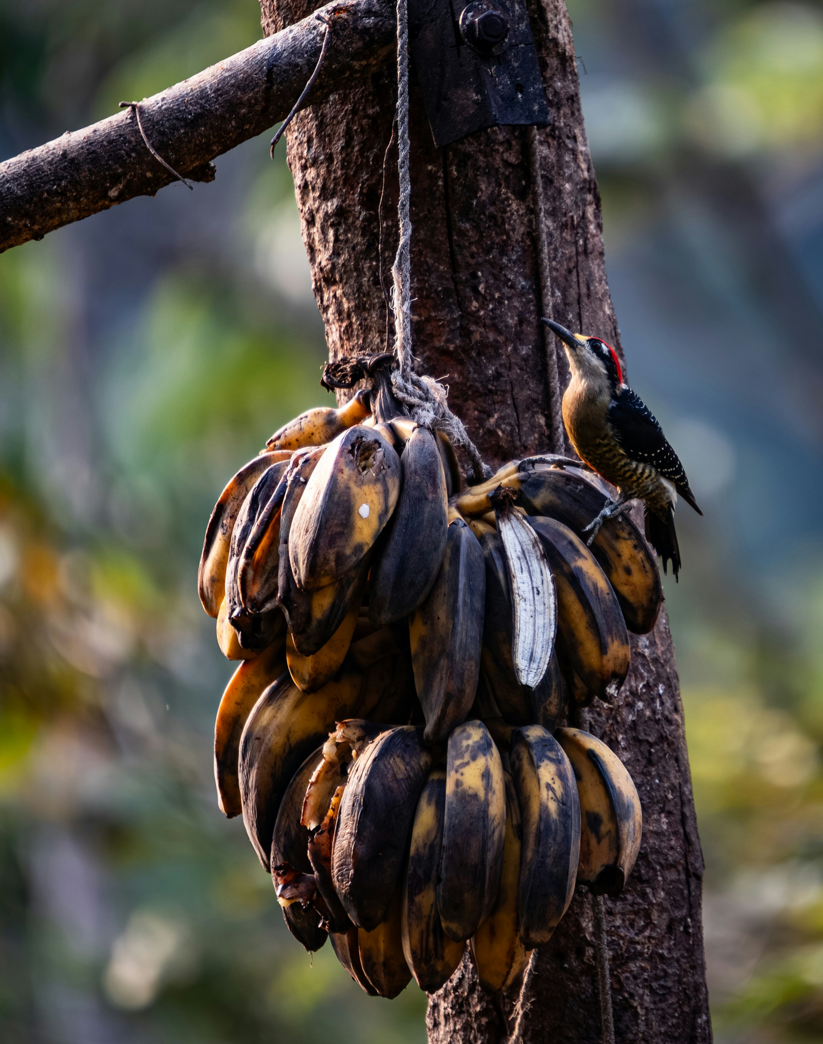 Banana Cluster Adorns a Tree Tusked by Time