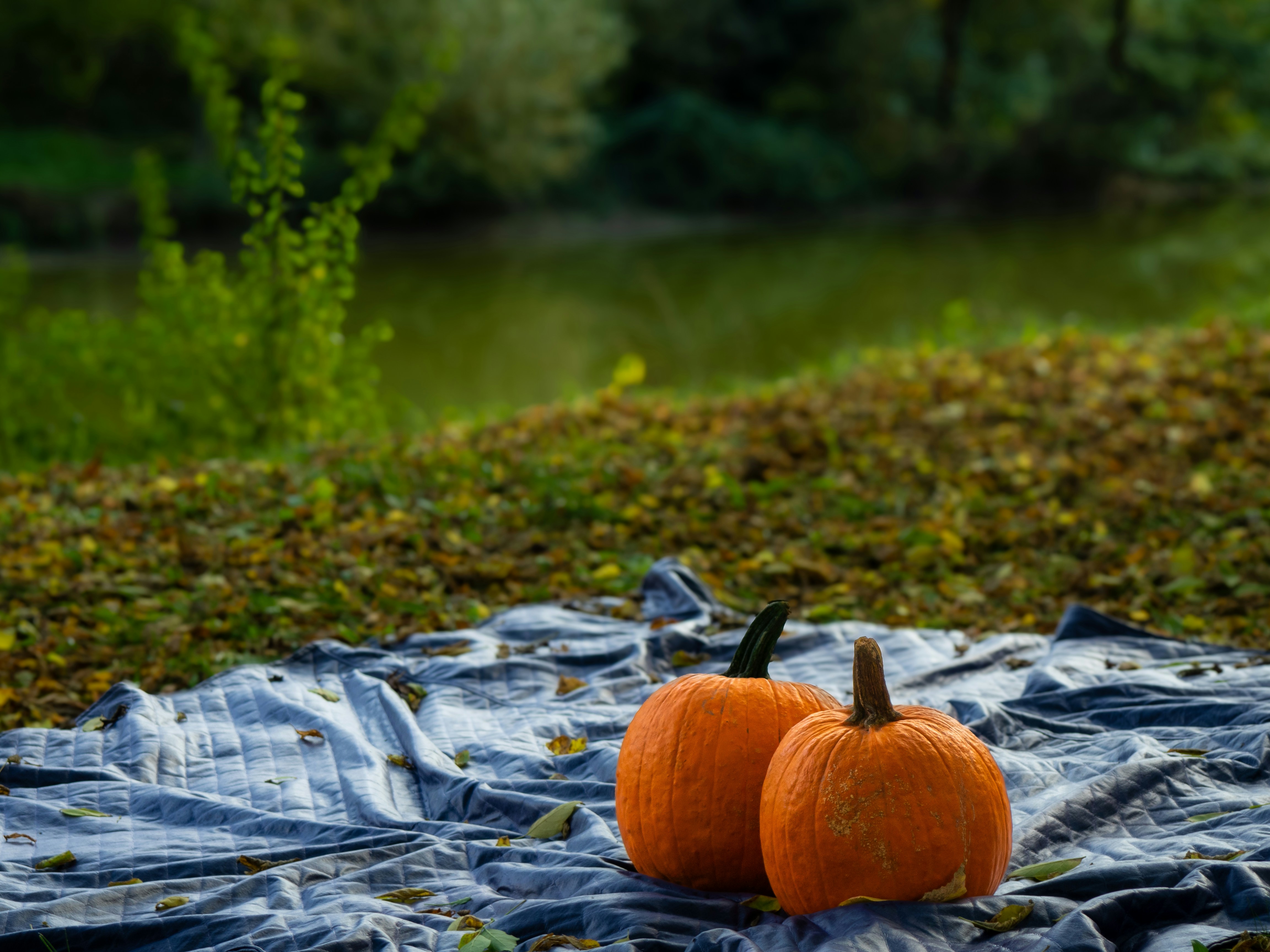 Autumn Orange: Pumpkins Resting on a Blue Tarp by the Riverbank