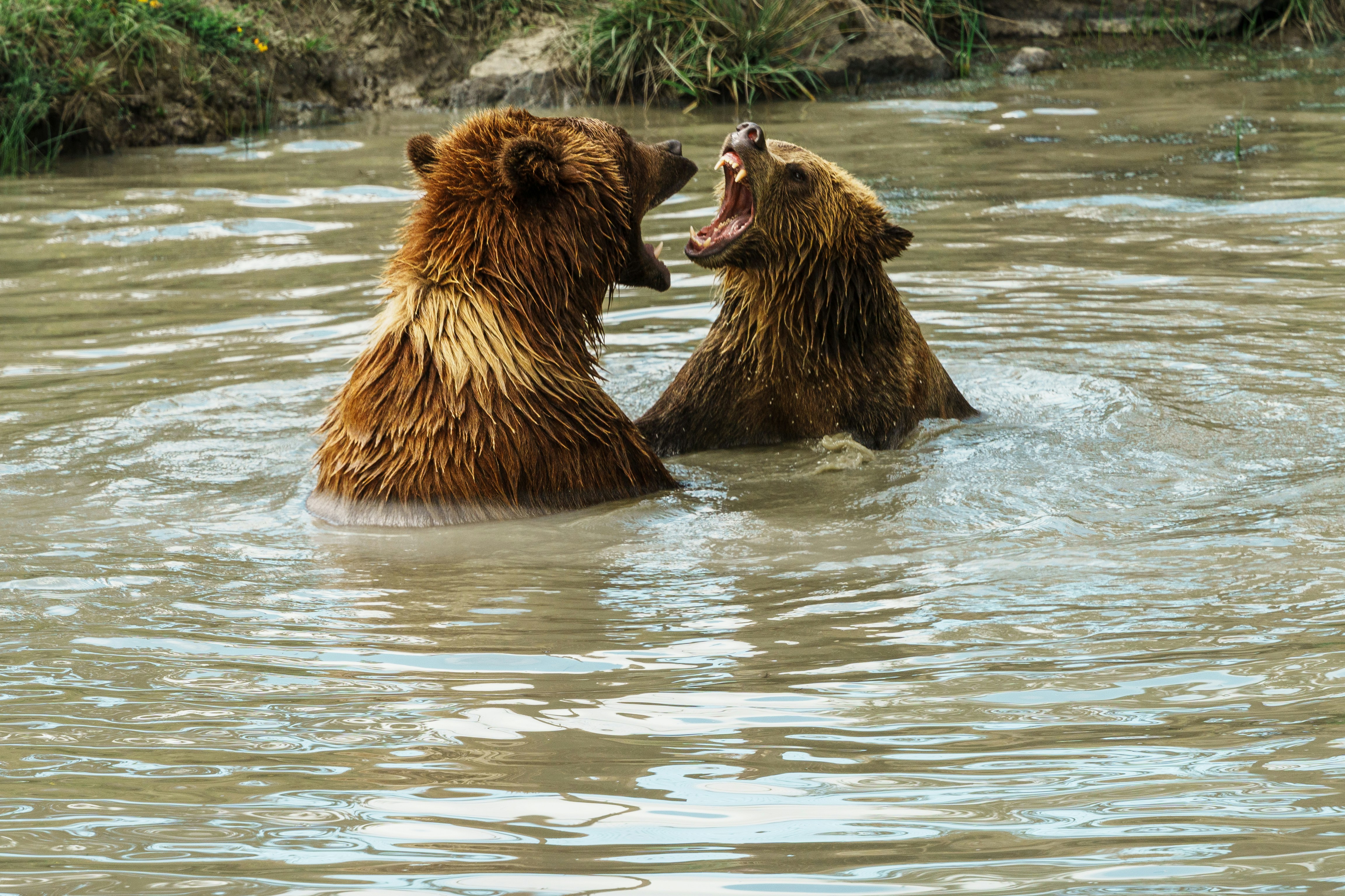 cheerful bears in a zoo in eugene ORXimin Lin