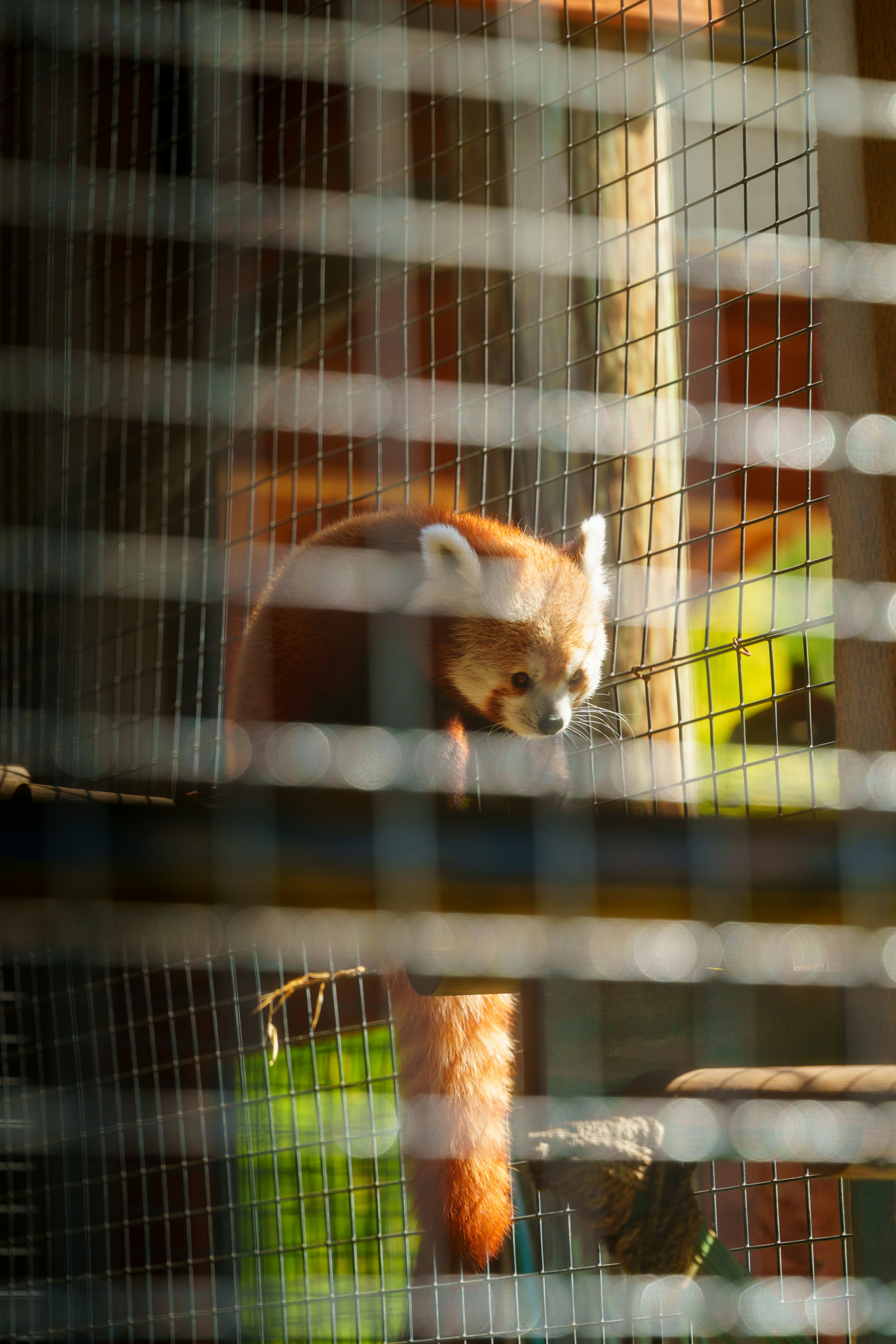 A red panda in a cage at a zoo photo – Free Human Image on Unsplash