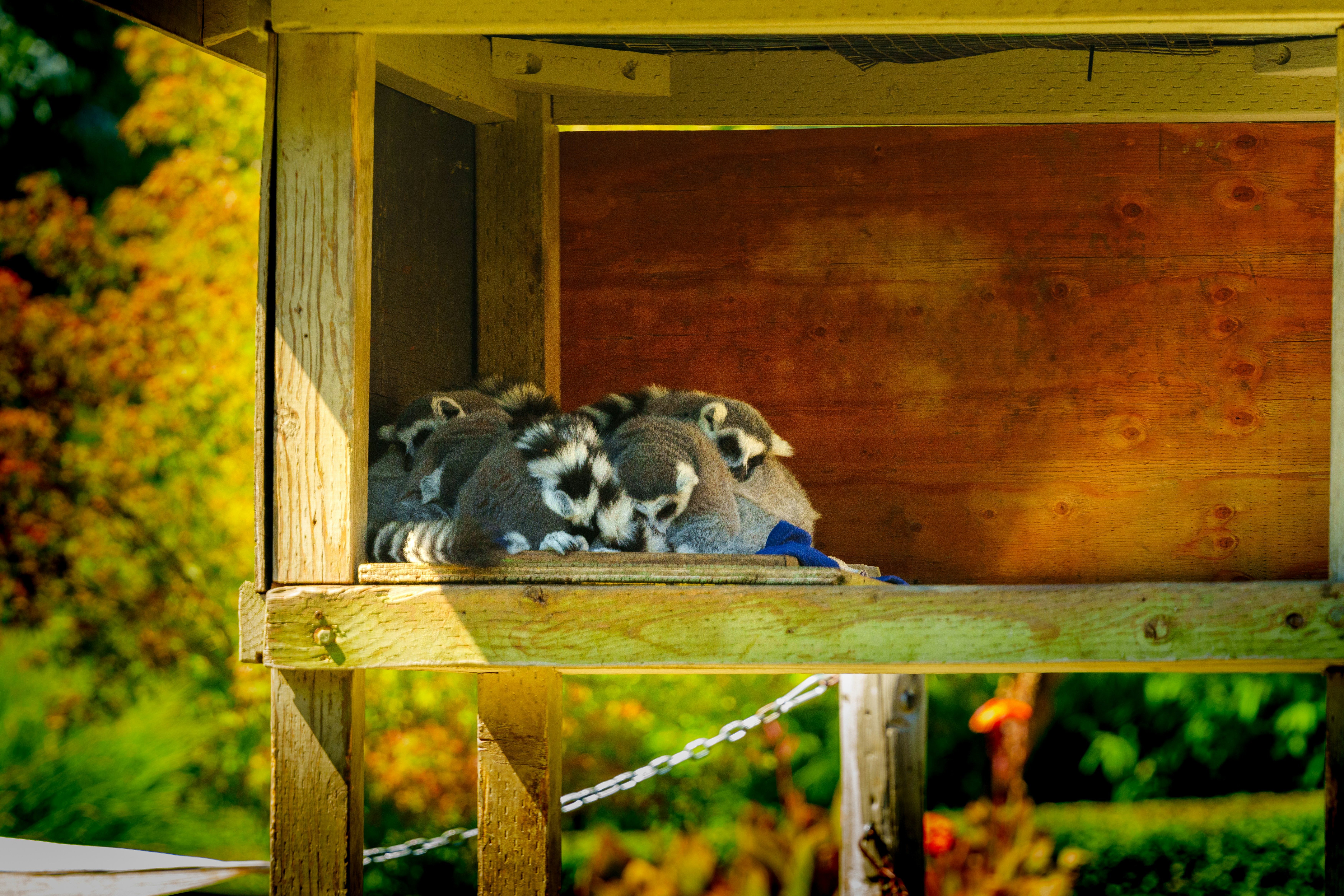 Sunlit Nook: Baby Raccoons Nestle Inside a Rustic Birdhouse