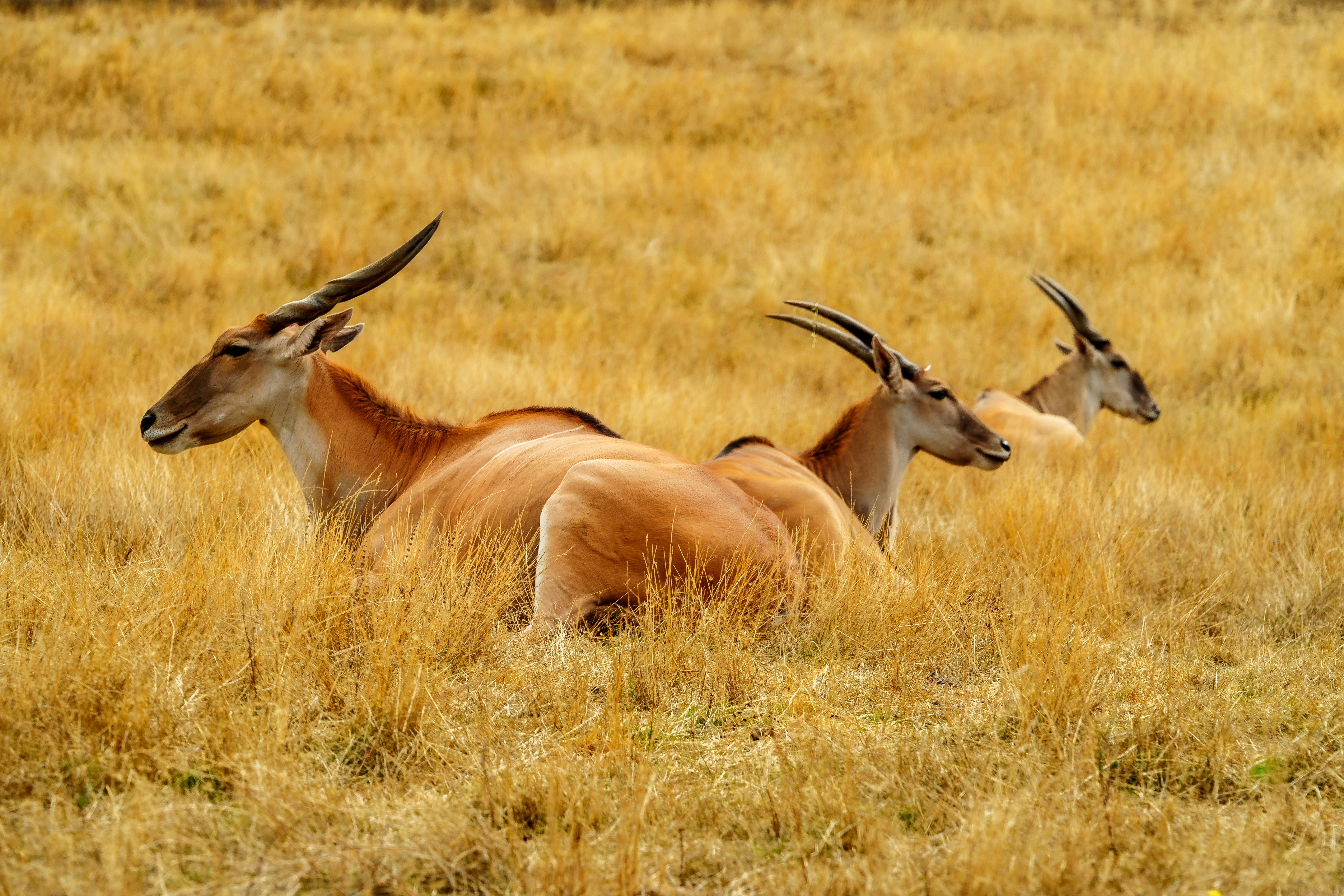 a zoo in eugeneXimin Lin