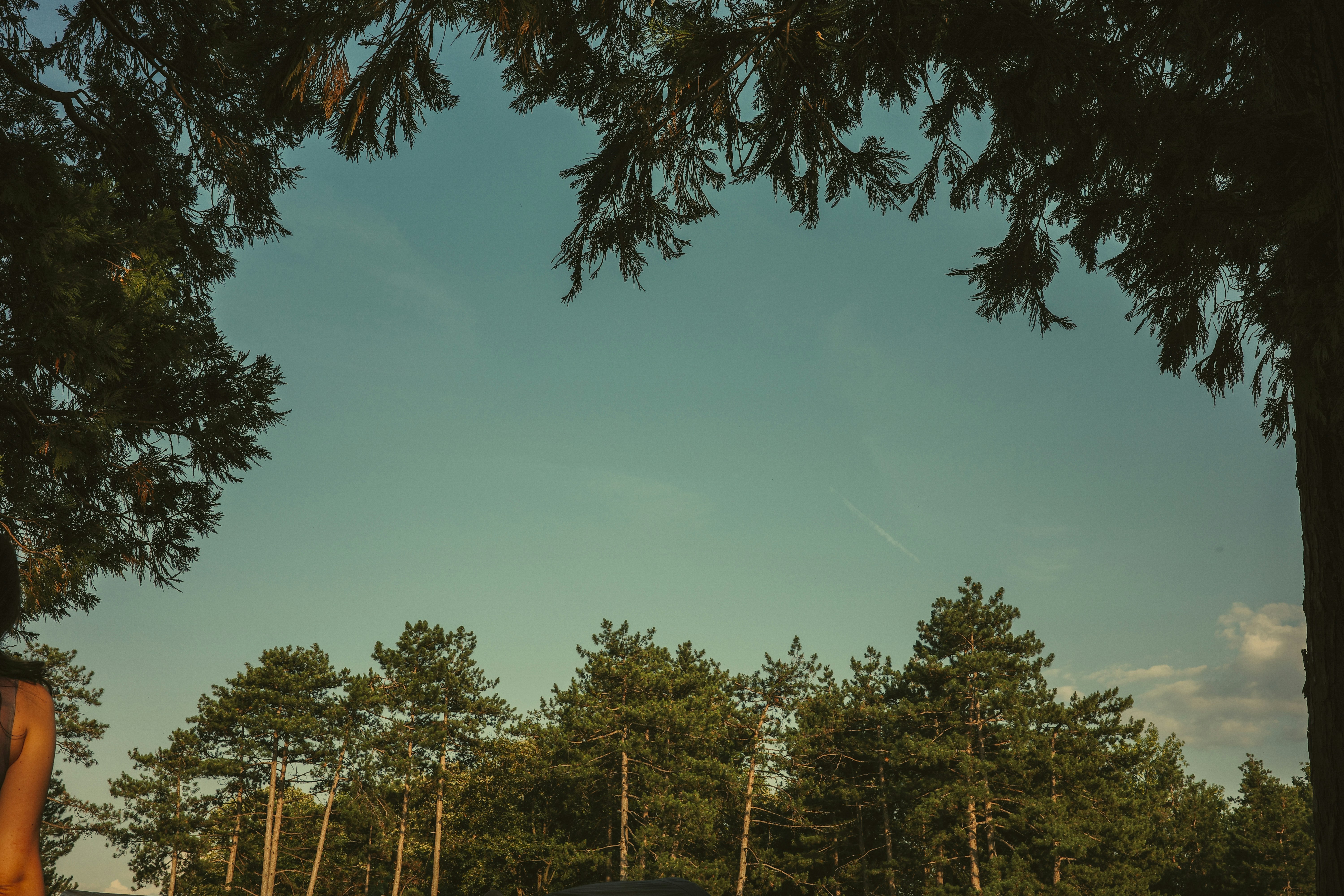 Tall pine trees under a clear blue sky framed by lush branches.