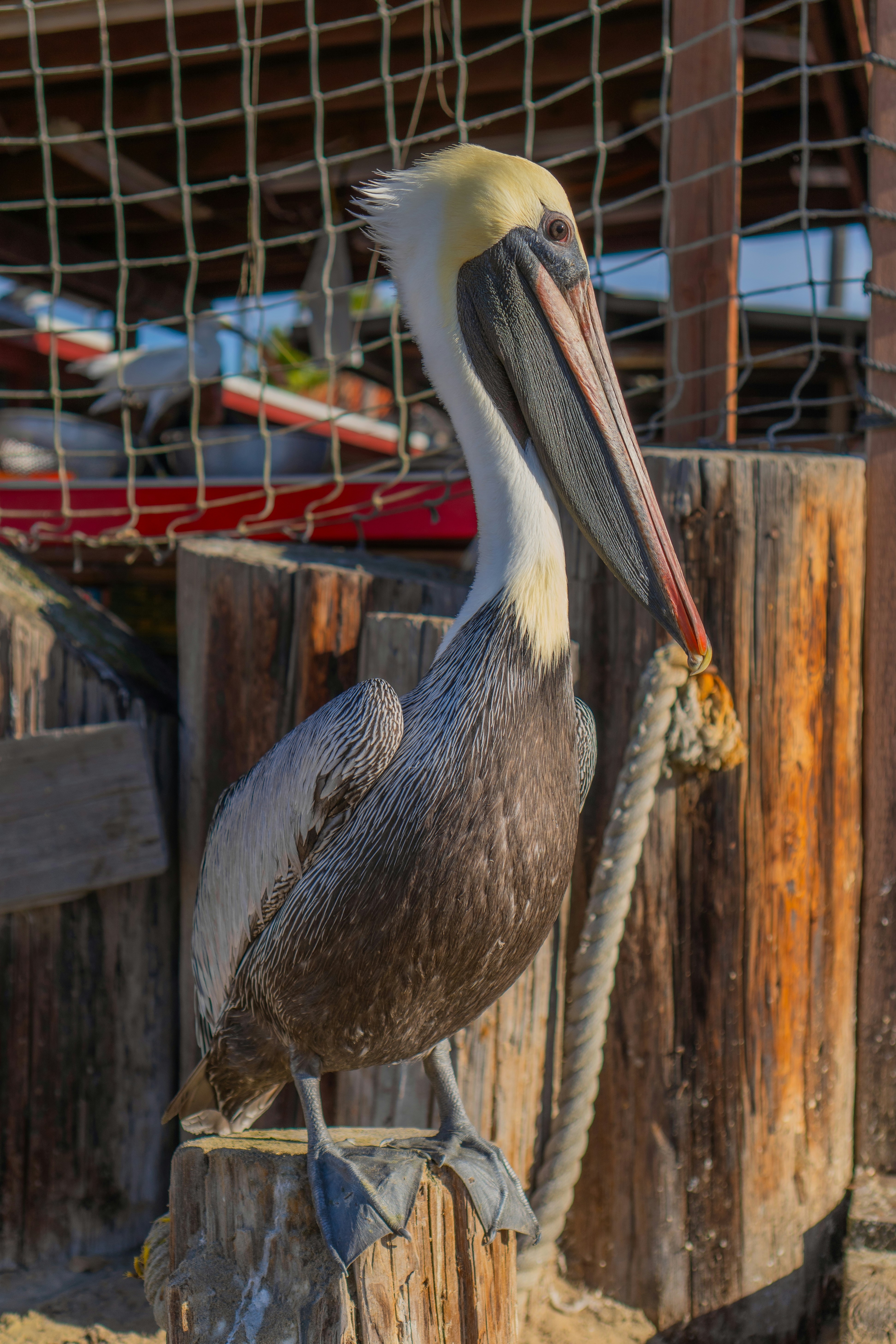 Harbor Watch: Pelican on a Weathered Post Amid Rope and Netting
