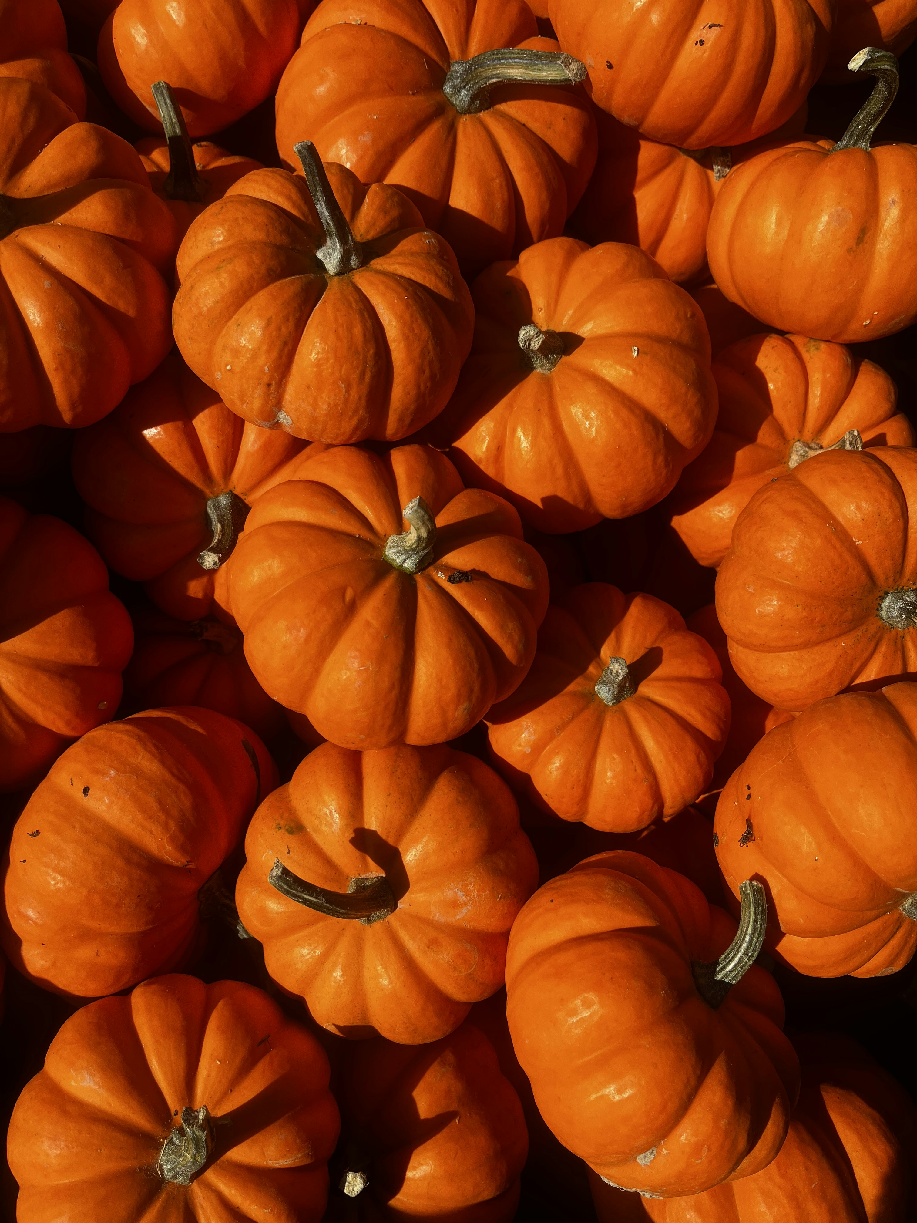 Harvest in Miniature: A Tight-Focused Field of Orange Pumpkins