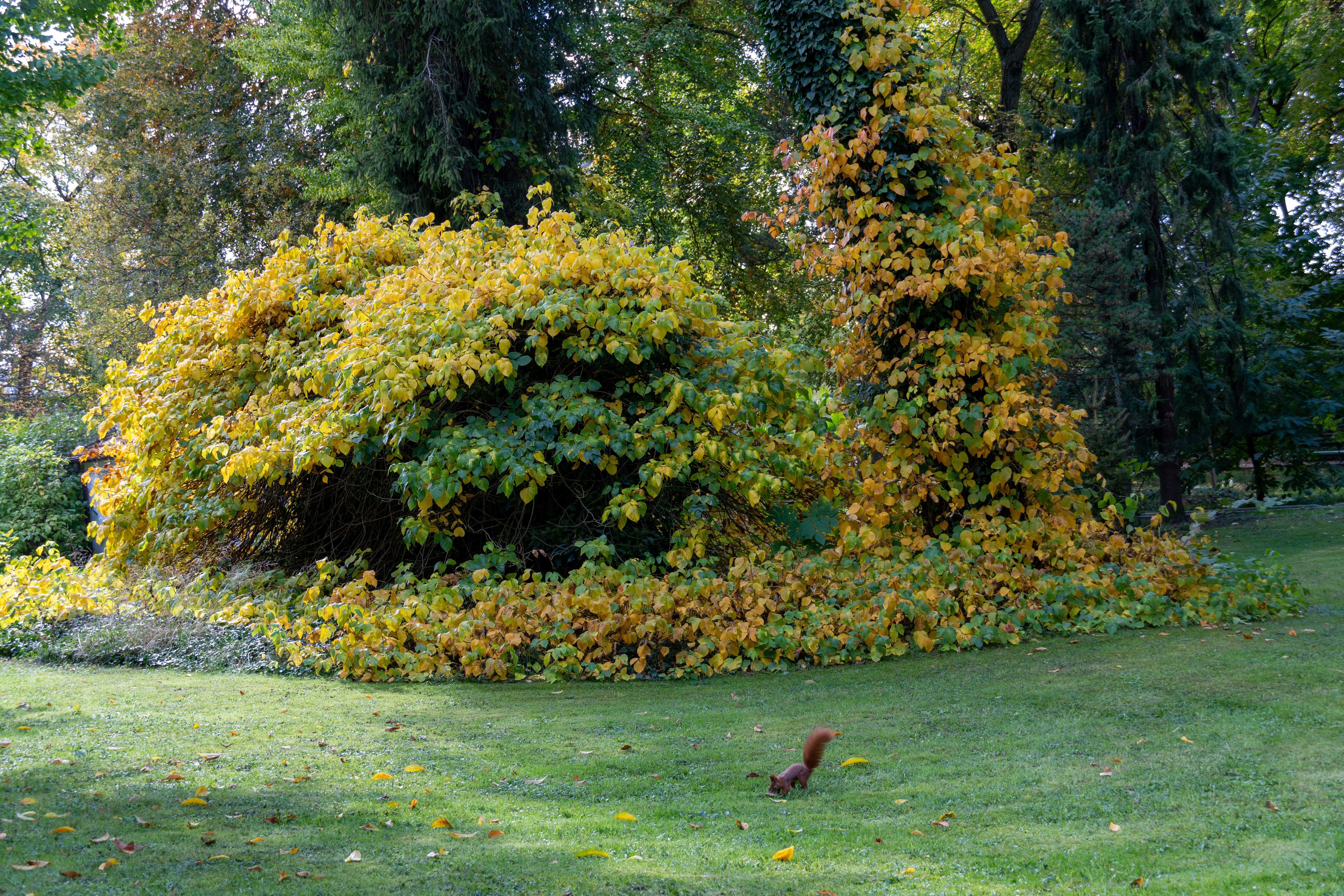 Autumn Gold and a Squirrel: Quiet Park Moment at a Sunlit Shrub