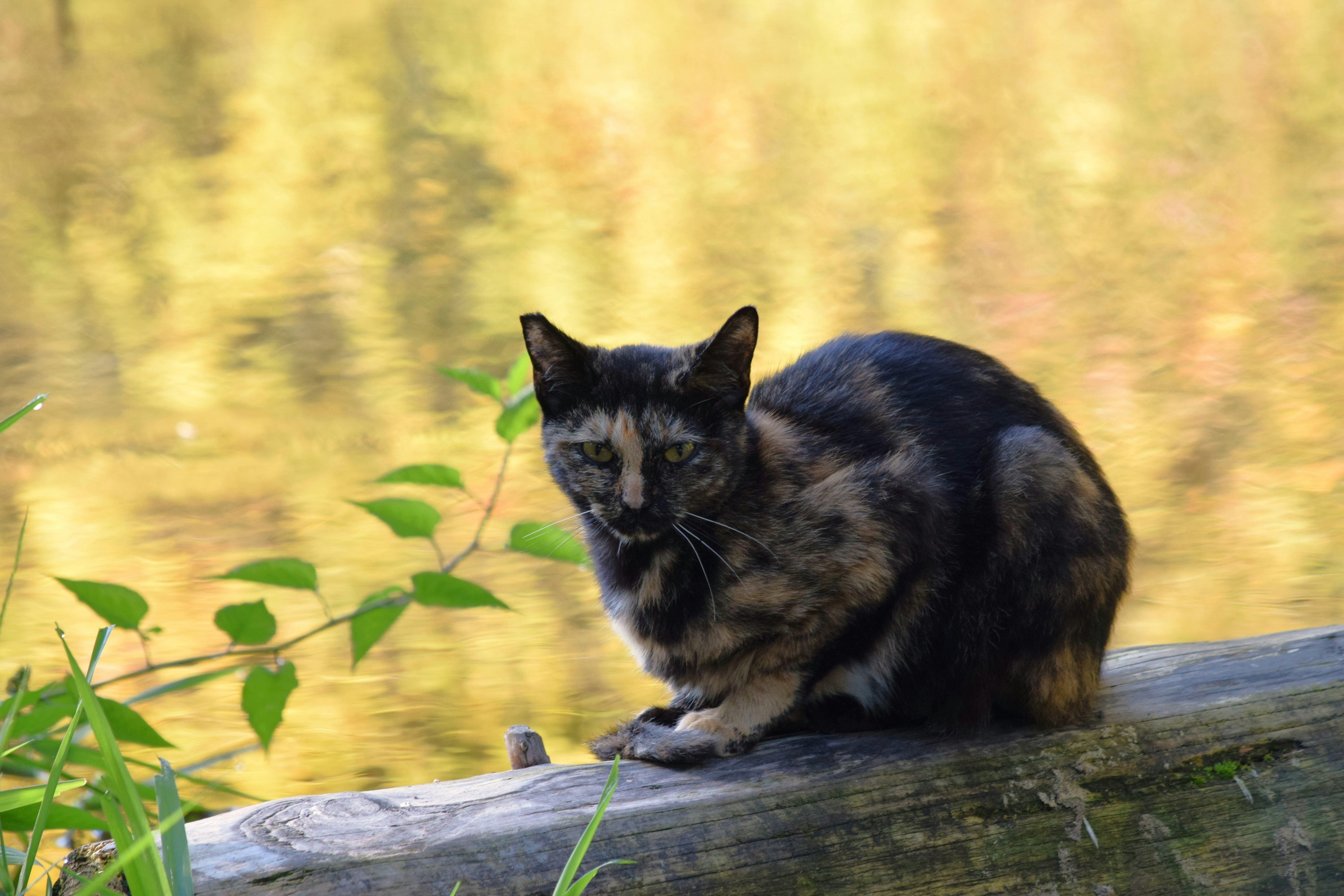 Tortoiseshell on a Weathered Log Beside a Glowing River