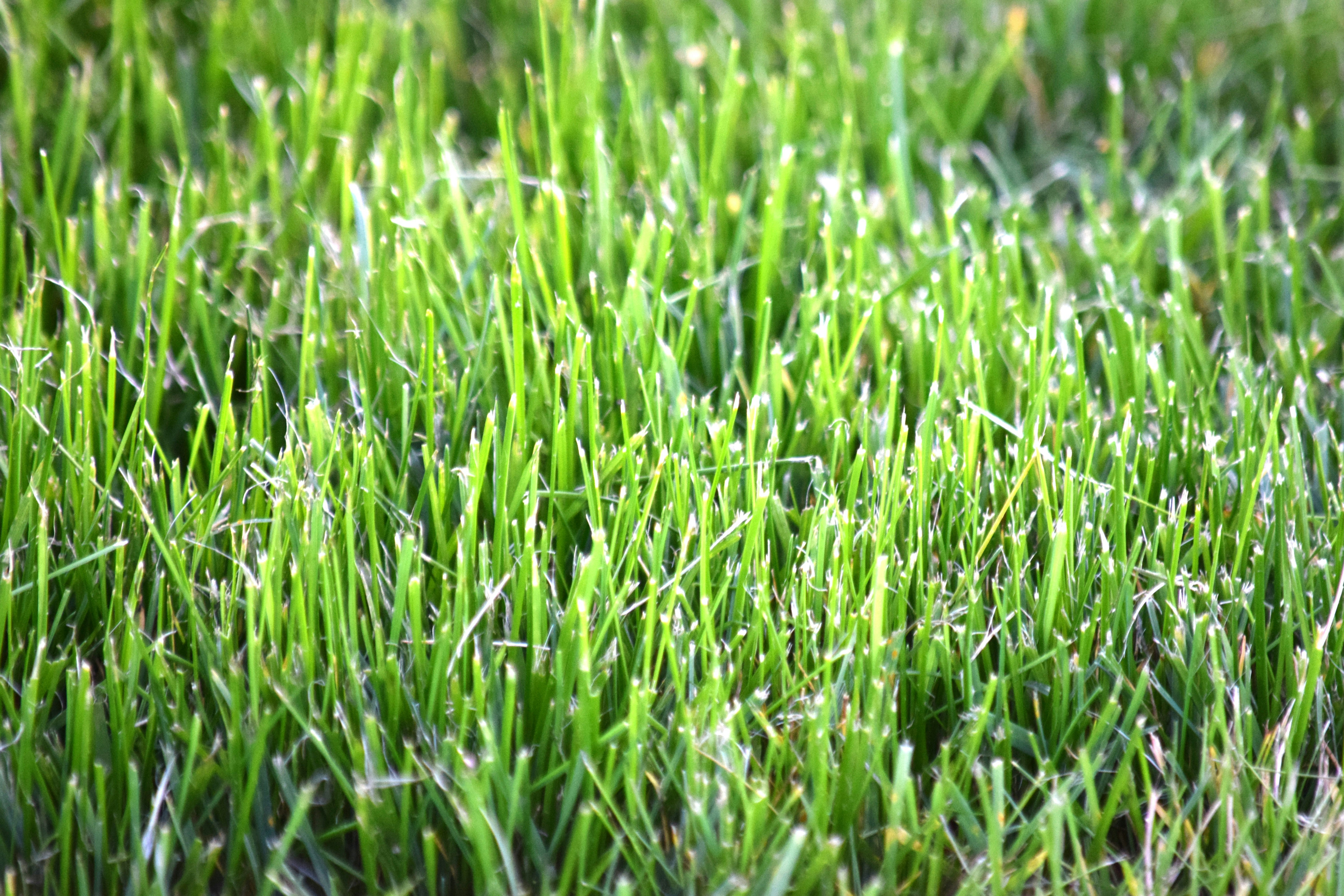 A close up of a green grass field photo – Free Autumn Image on Unsplash