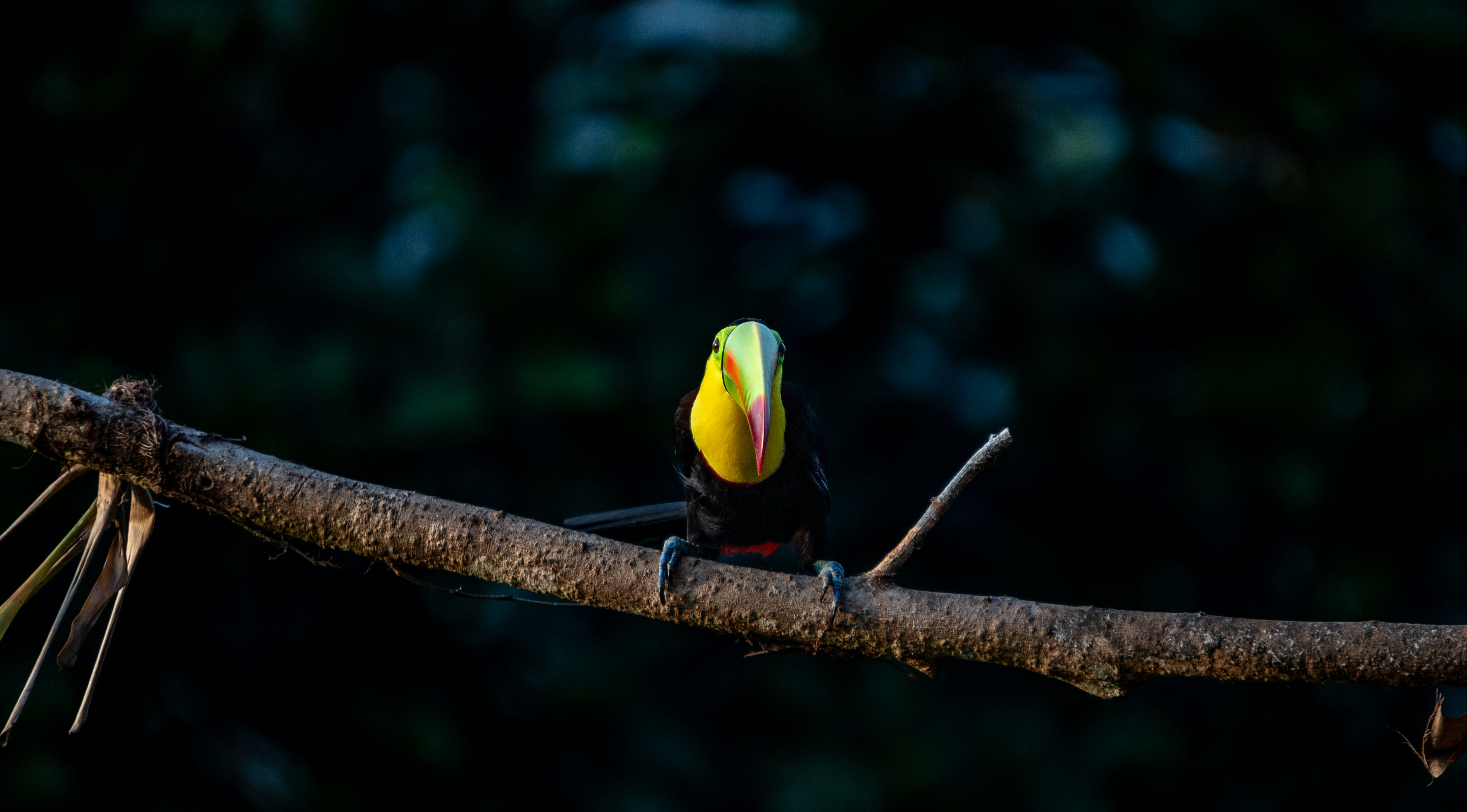 Nature’s Spotlight: The Toucan’s Bold Beak on a Quiet Branch