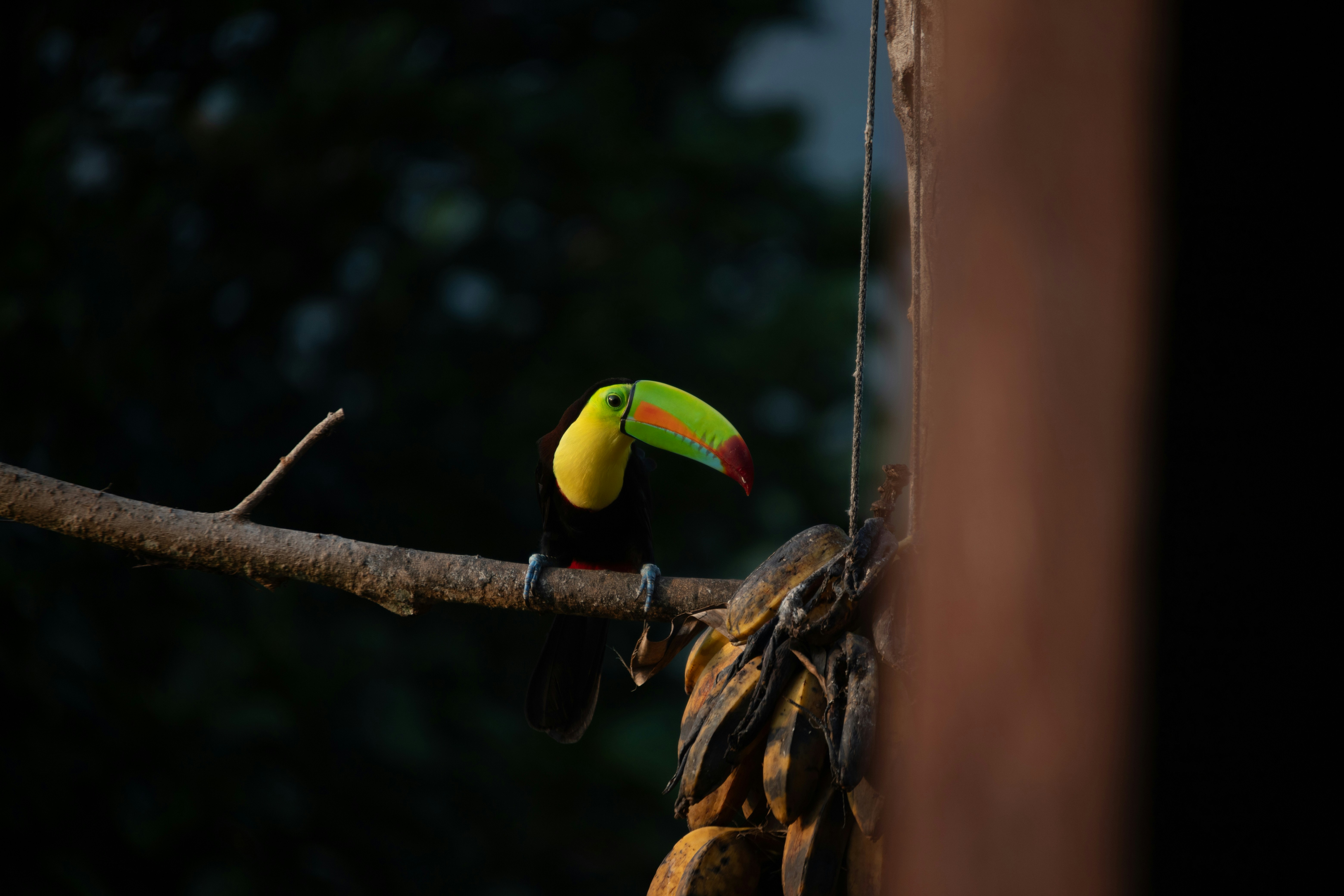 Emerald Beak on a Shadowed Perch
