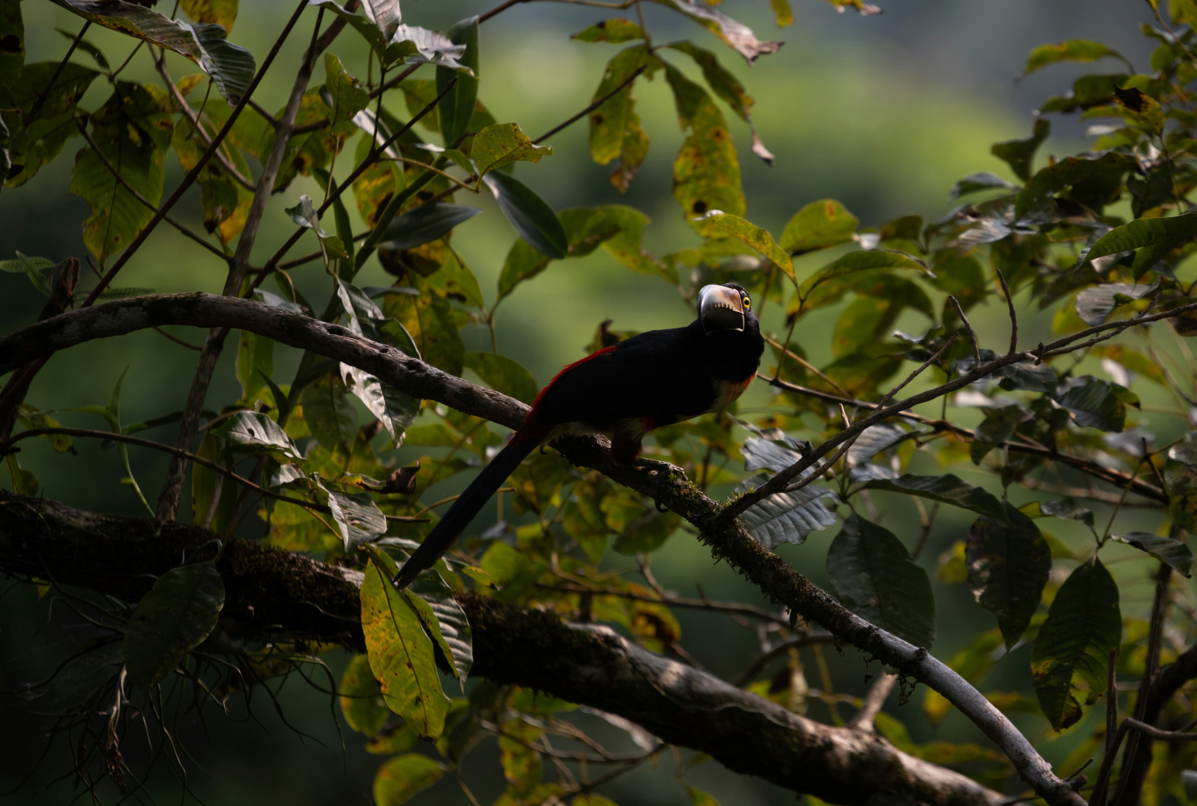 Mid-Canopy Sentinel on a Mossy Limb