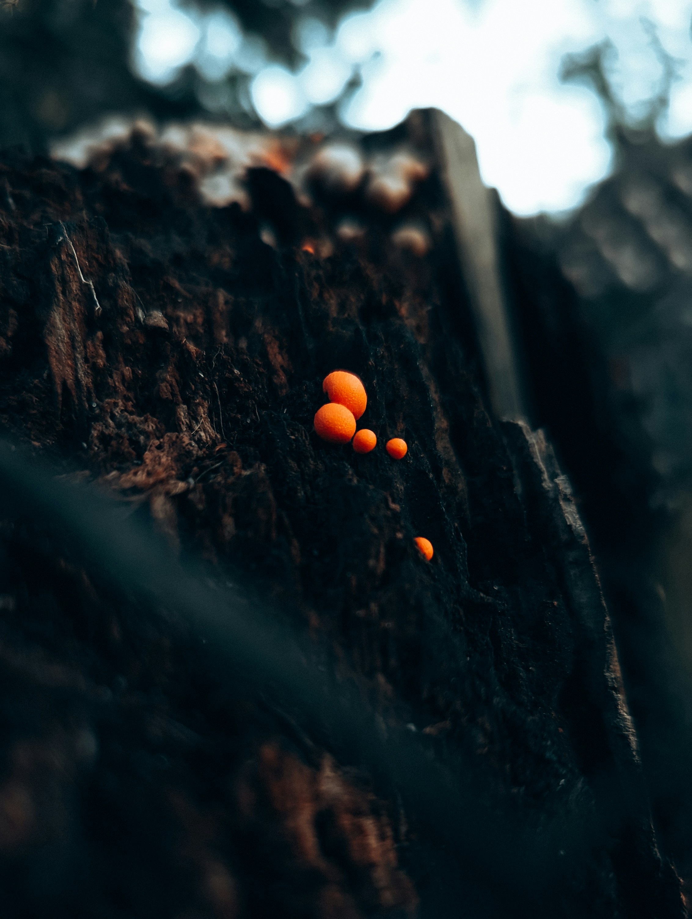 Orange Fungi on Weathered Log: A Quiet Macro Moment