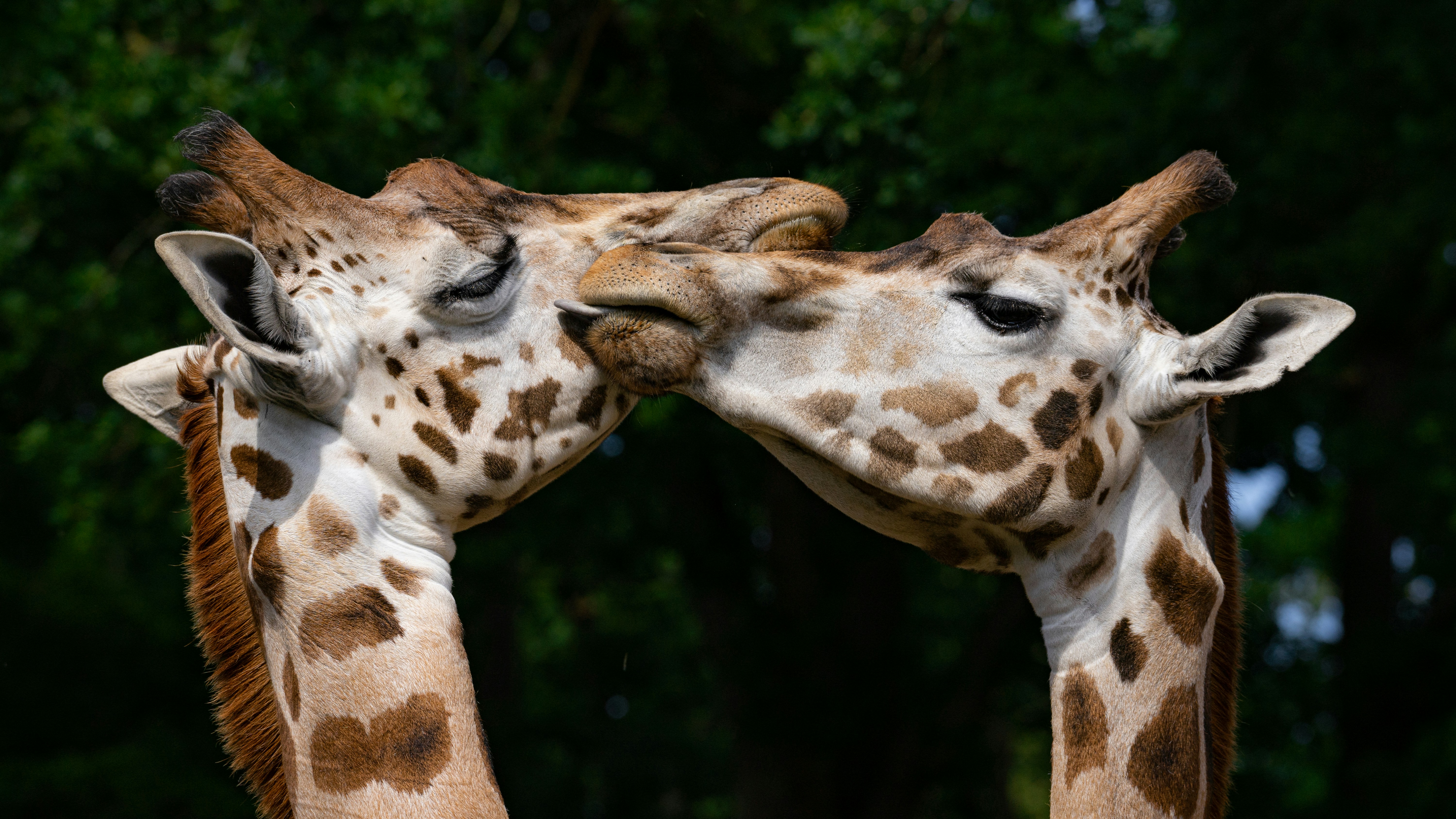 Nose-to-Nose in Dappled Light